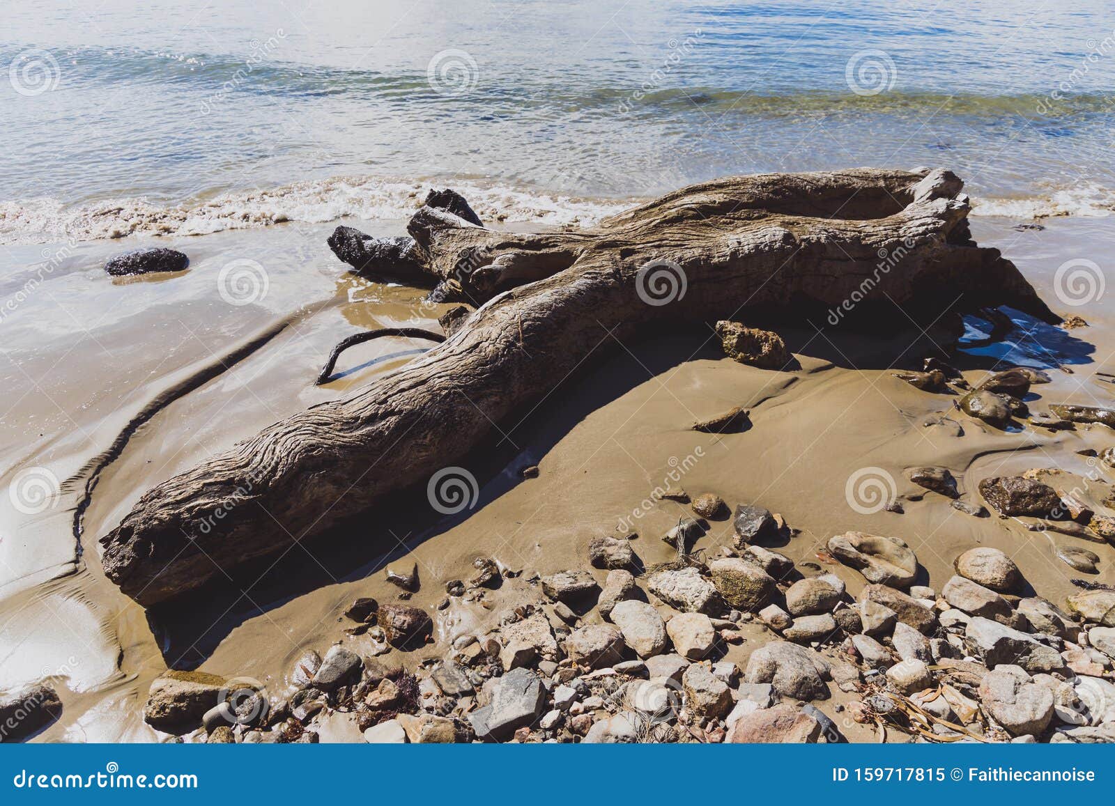 Tree Trunk on the Shore at the Beach Stock Image - Image of taroona ...
