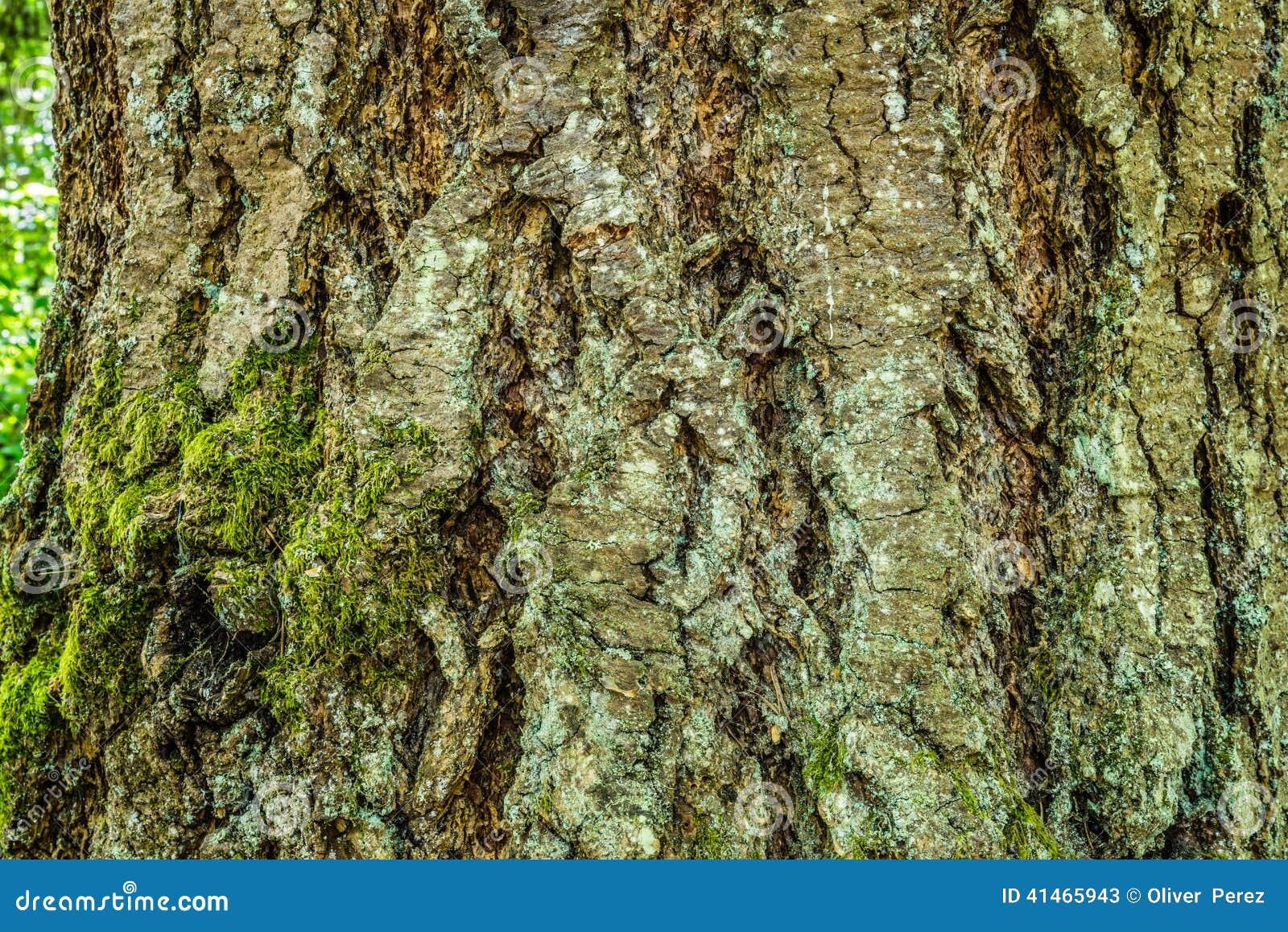 Tree Trunk Showing Signs of Decay Stock Image - Image of woodland ...