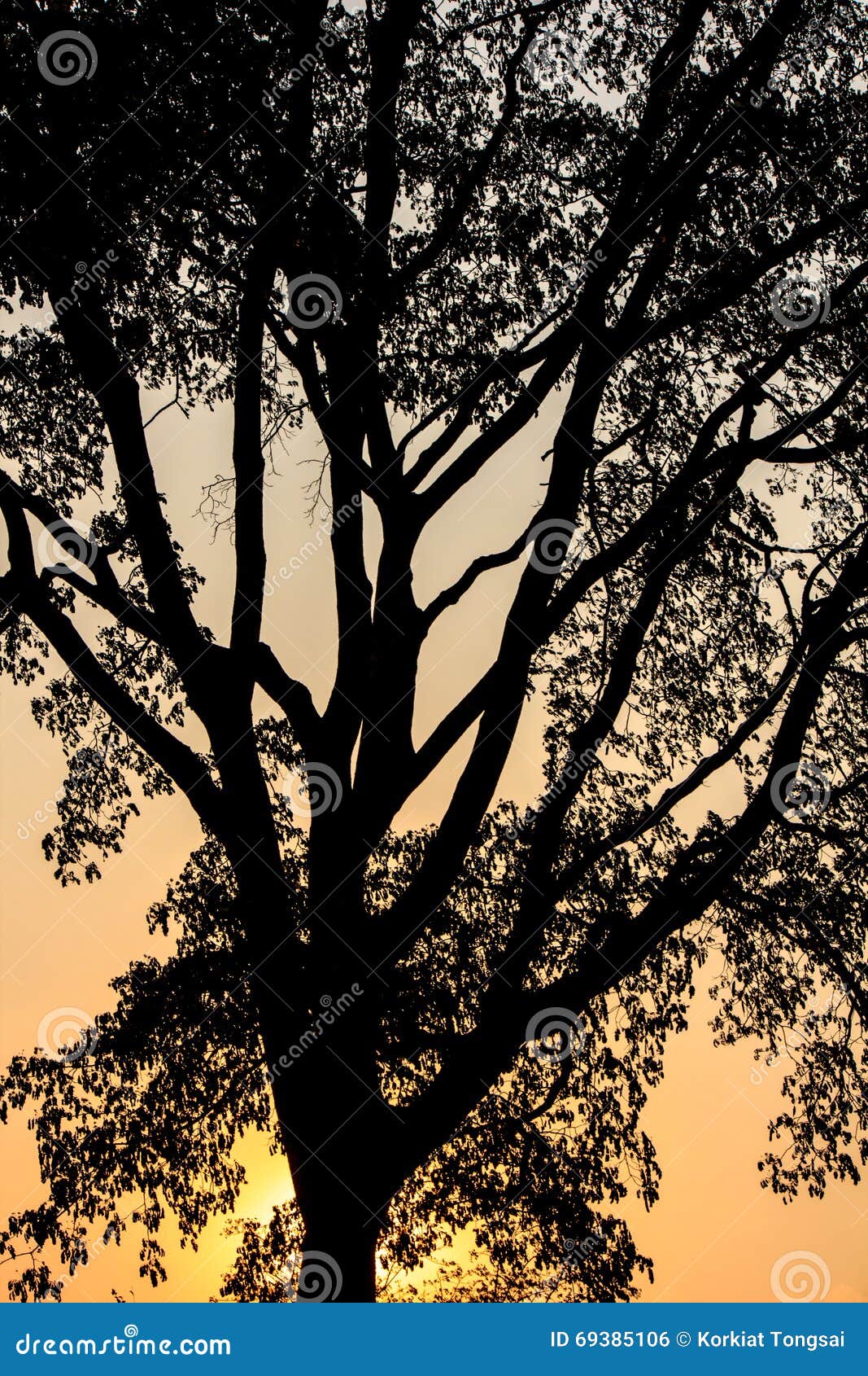 Trunk And Silhouette Of Maple Tree In Contrast To The Sunset Royalty ...