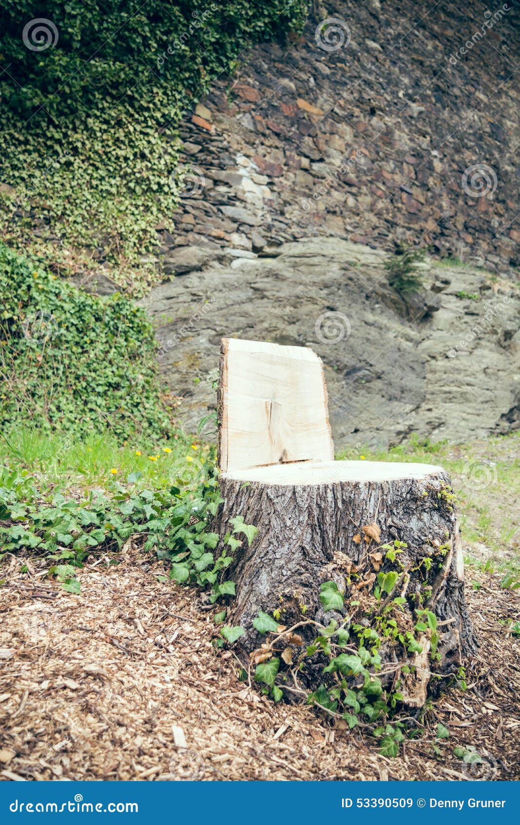 Tree trunk sitting stock image. Image of plants, leaves - 53390509