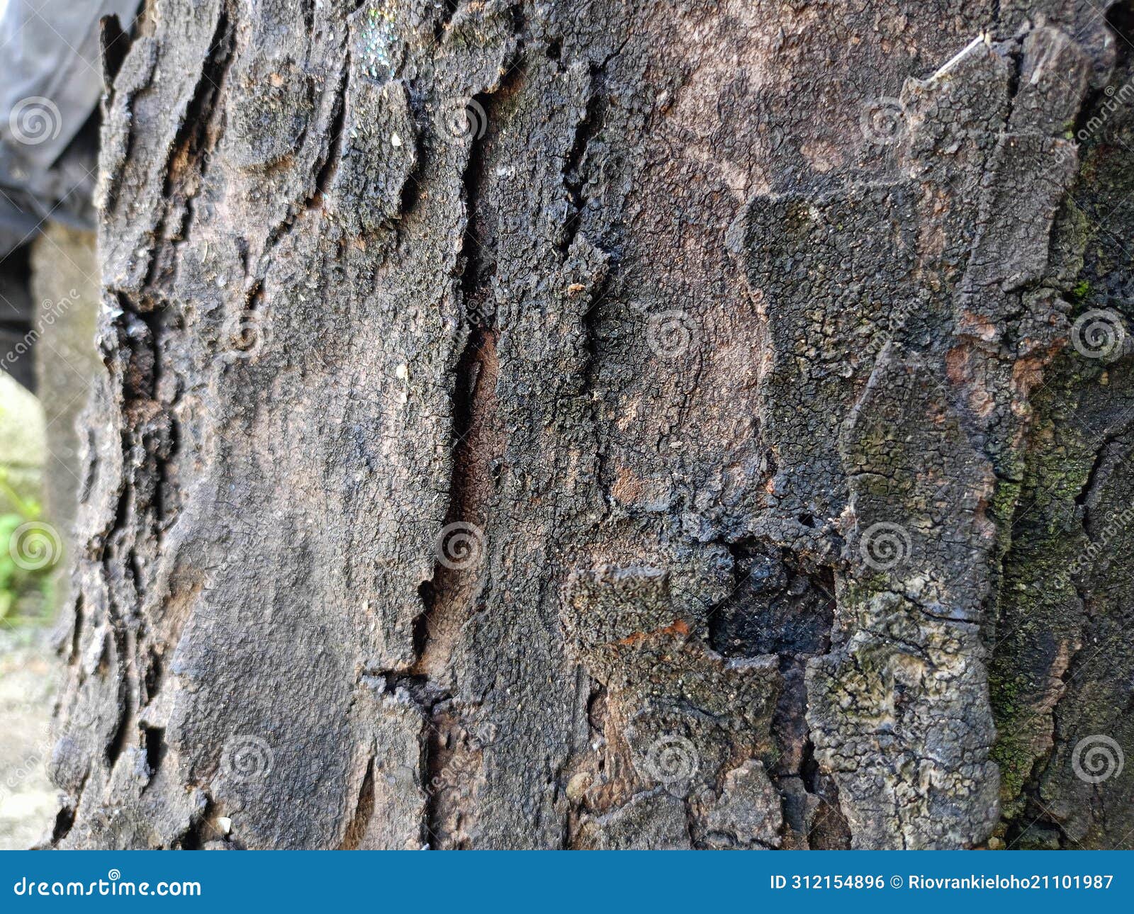 Tree Trunk Skin Backround Wallpaper Stock Photo - Image of skin, tree ...