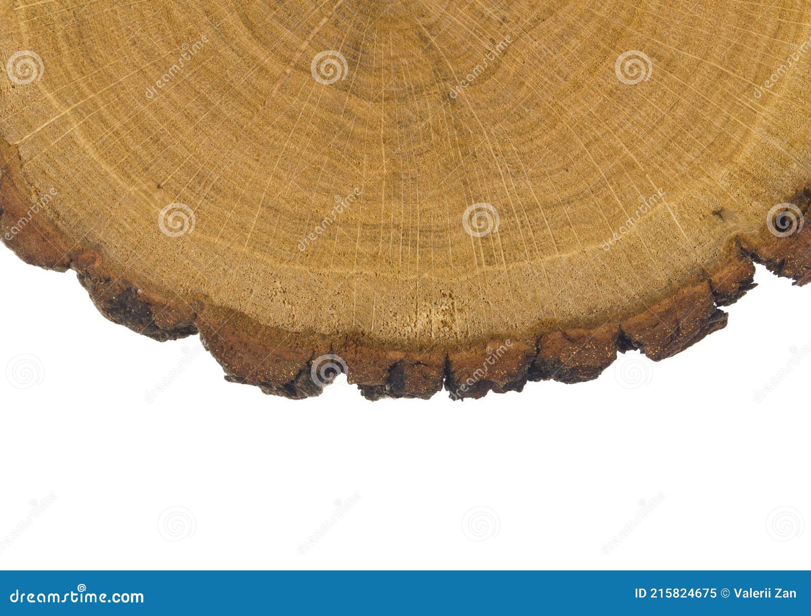 Tree Trunk Slice Isolated on White Background Close-up Stock Image ...