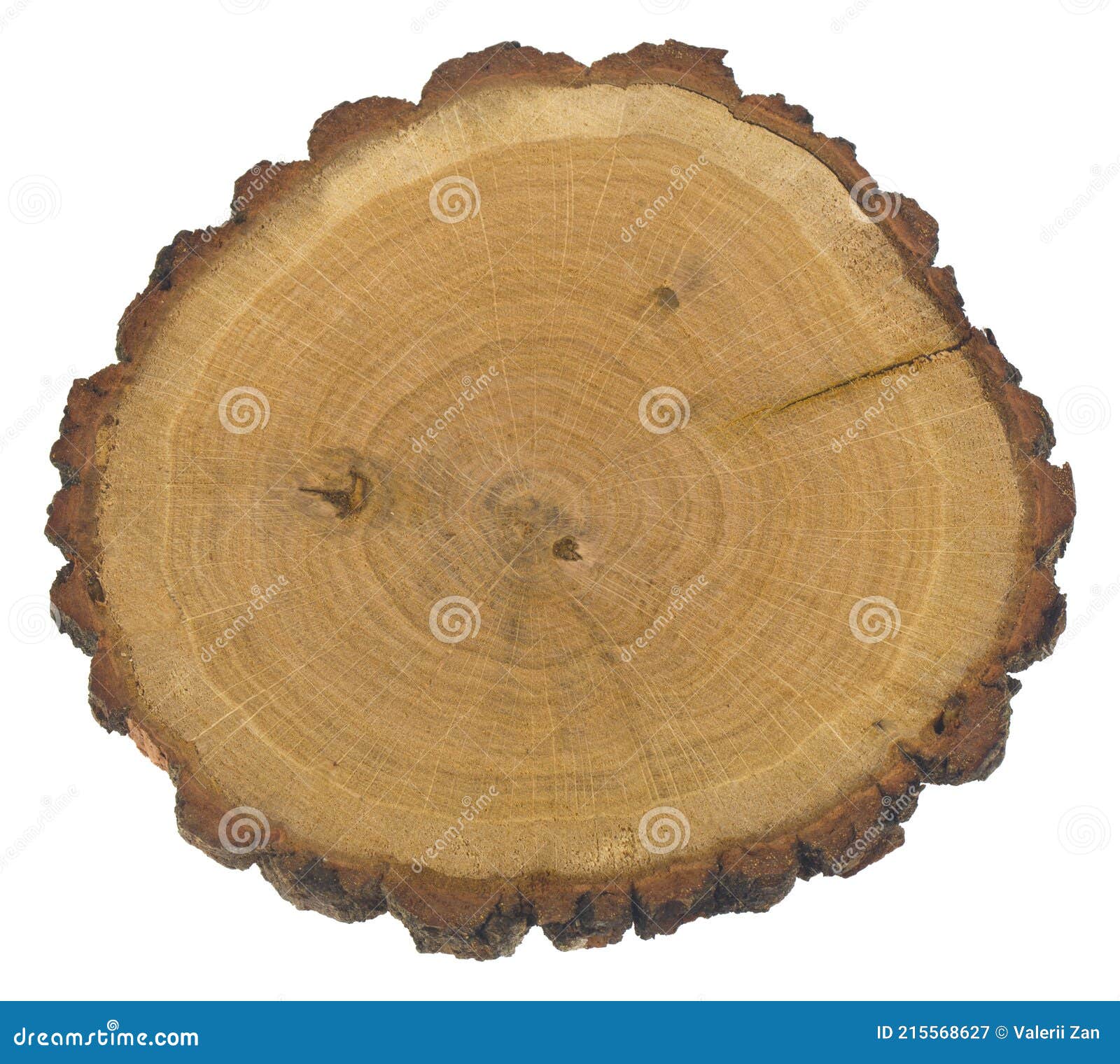 Tree Trunk Slice Isolated on White Background Close-up Stock Image ...