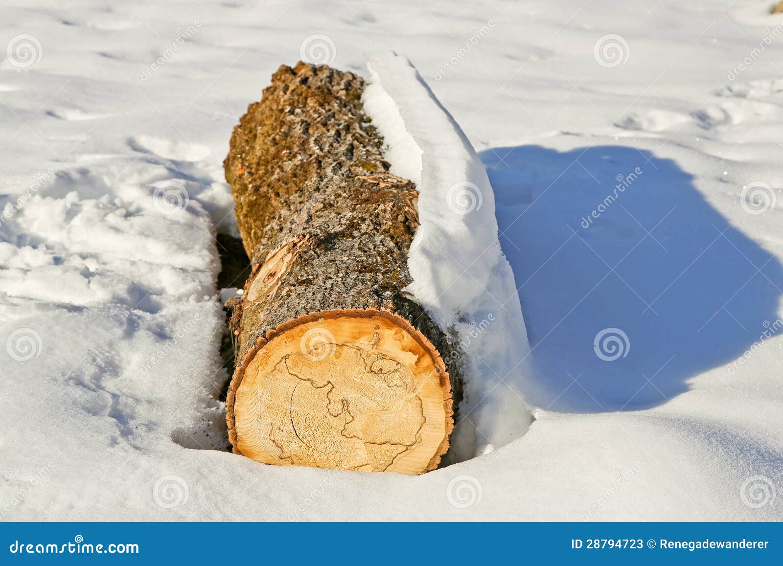 Tree trunk in the snow stock image. Image of wood, natural - 28794723