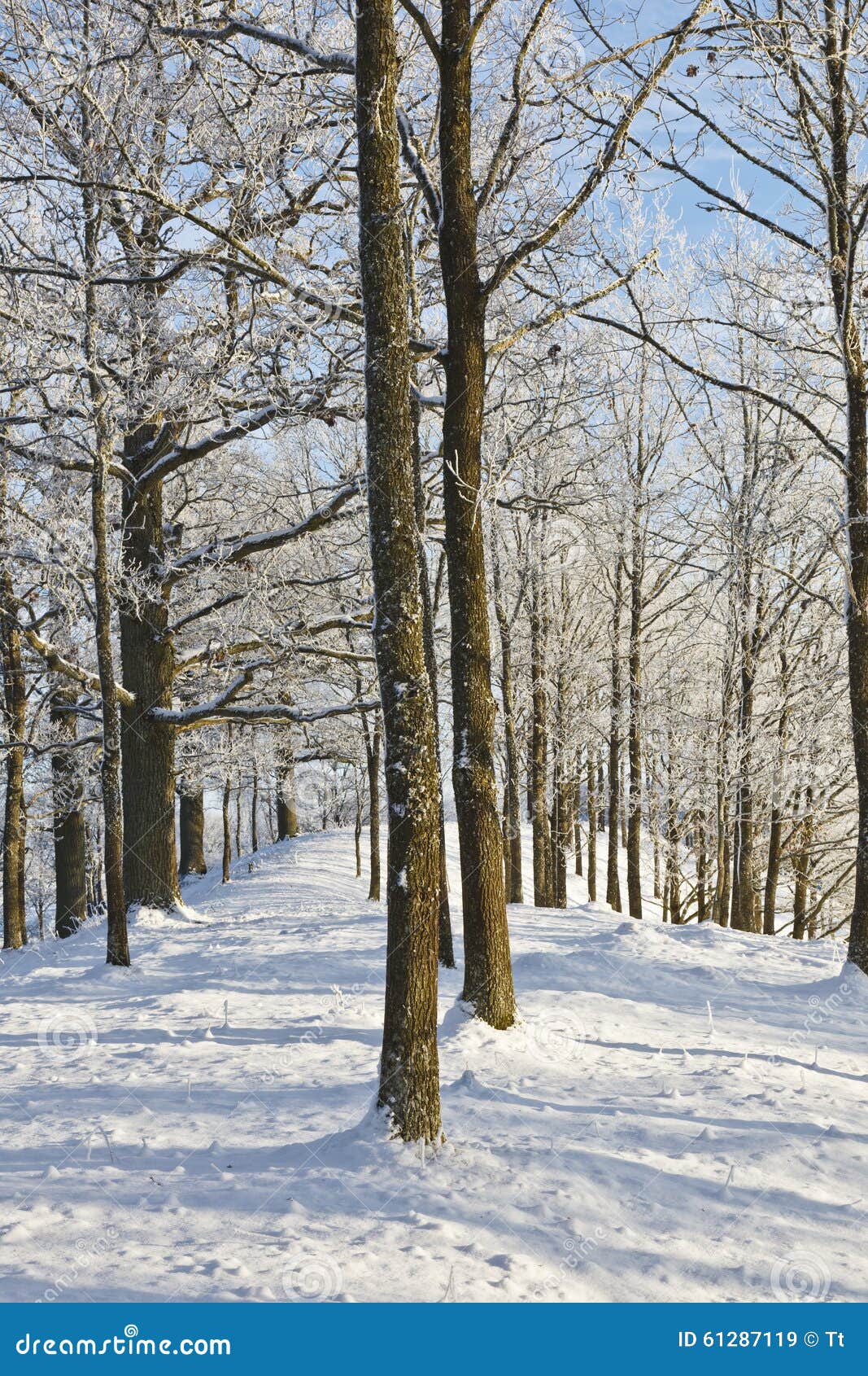 Tree trunk with snow stock image. Image of countryside - 61287119
