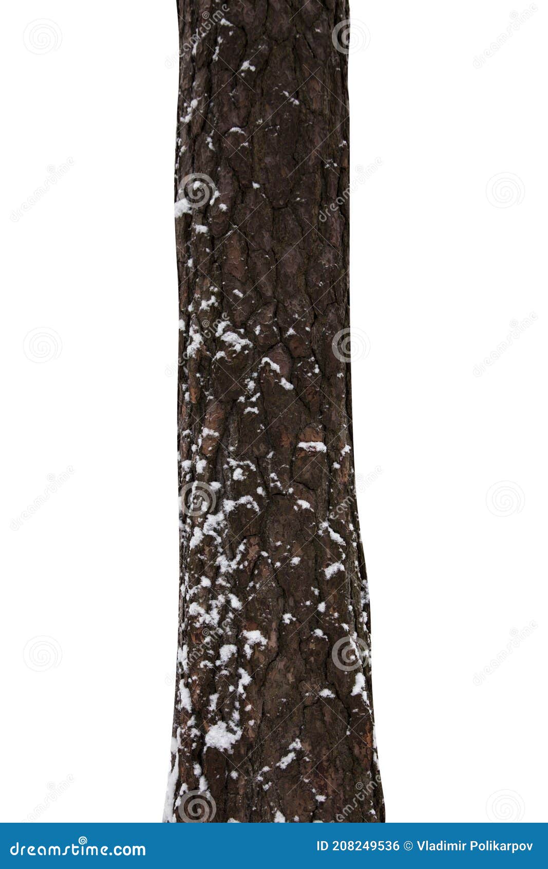 Tree Trunk with Snow Isolated on White Background Stock Photo - Image ...