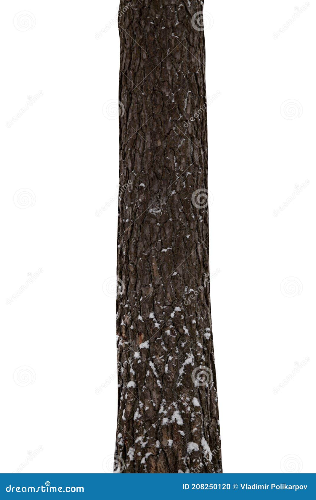 Tree Trunk with Snow Isolated on White Background Stock Photo - Image ...