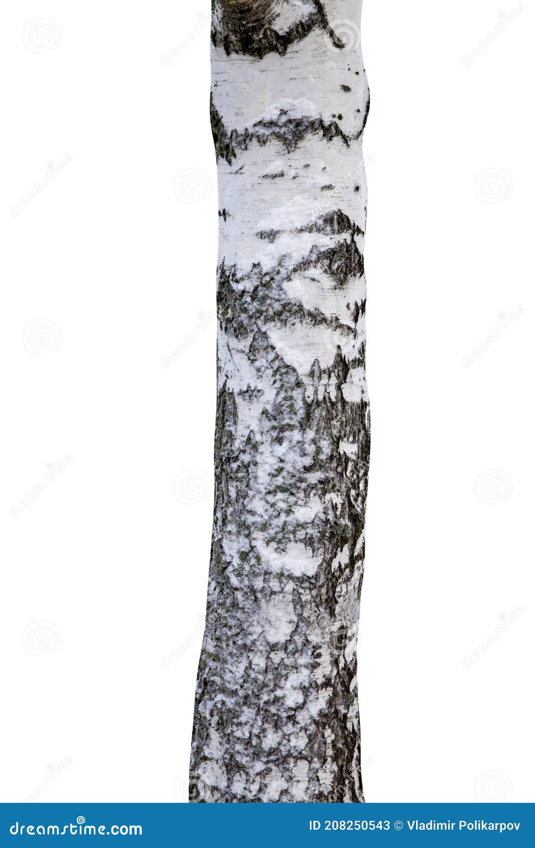 Tree Trunk with Snow Isolated on White Background Stock Image - Image ...