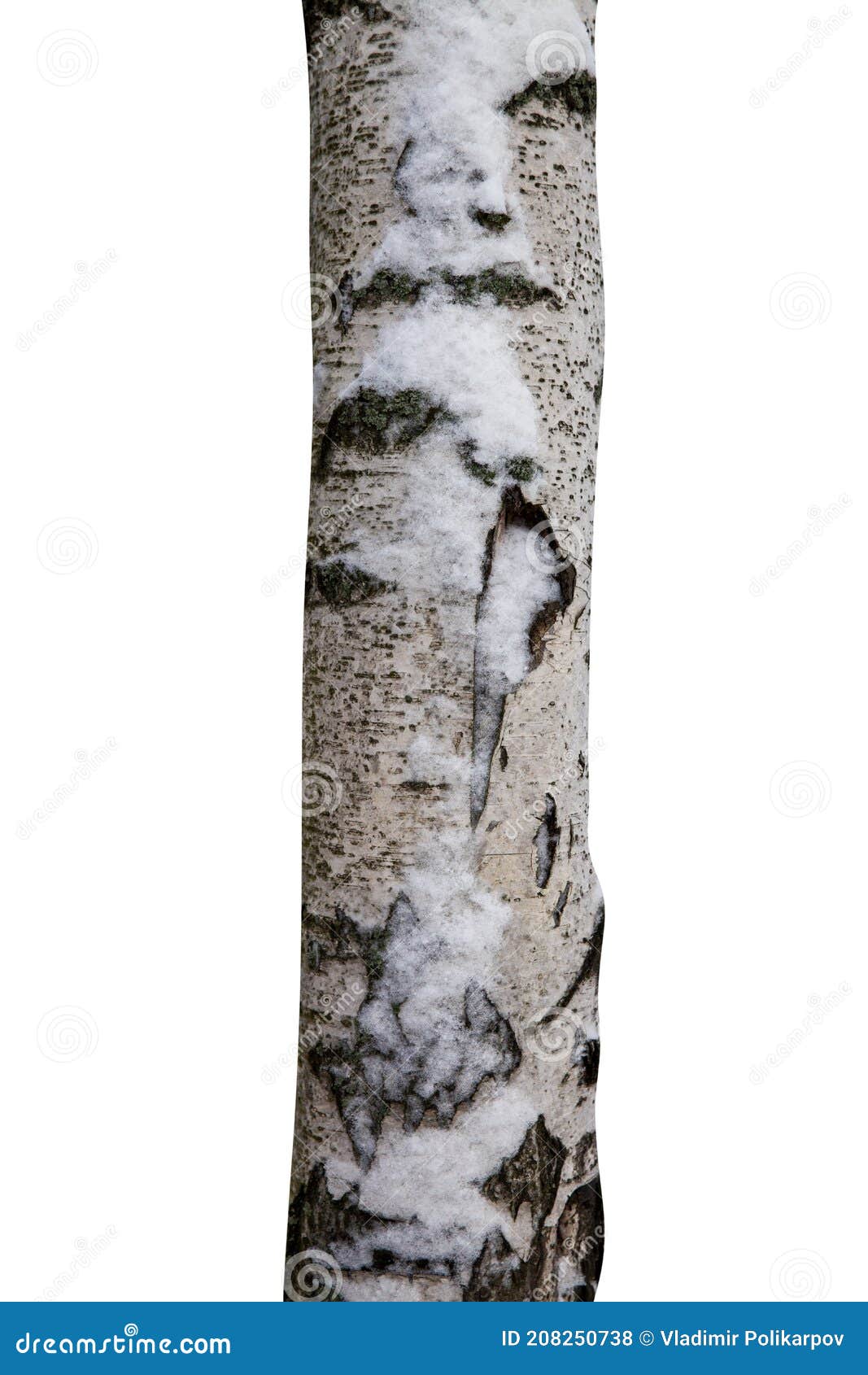 Tree Trunk with Snow Isolated on White Background Stock Photo - Image ...