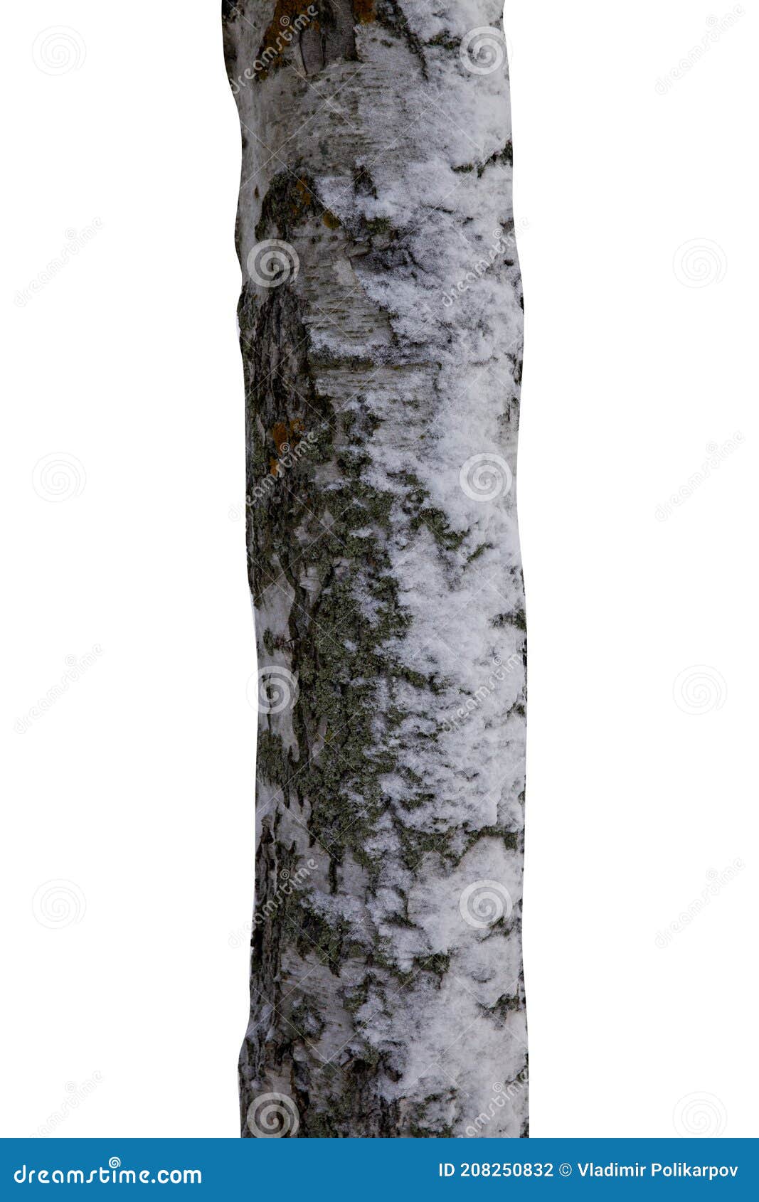 Tree Trunk with Snow Isolated on White Background Stock Photo - Image ...