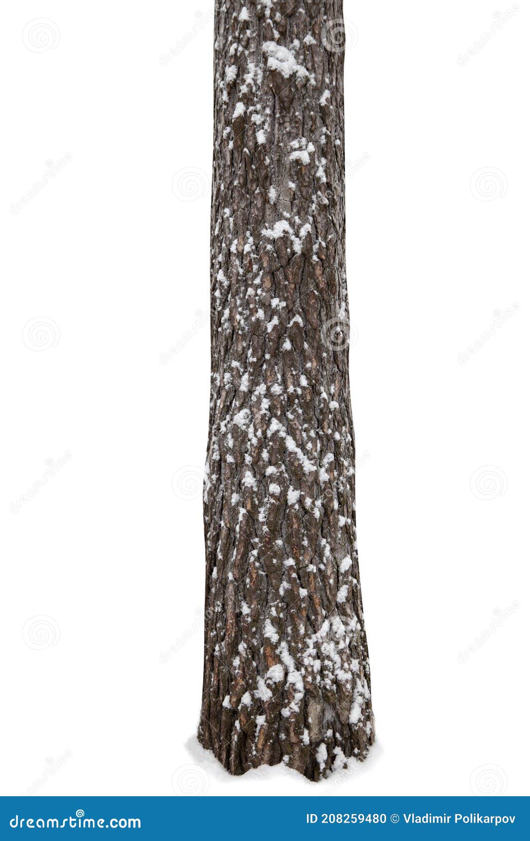 Tree Trunk with Snow Isolated on White Background Stock Photo - Image ...