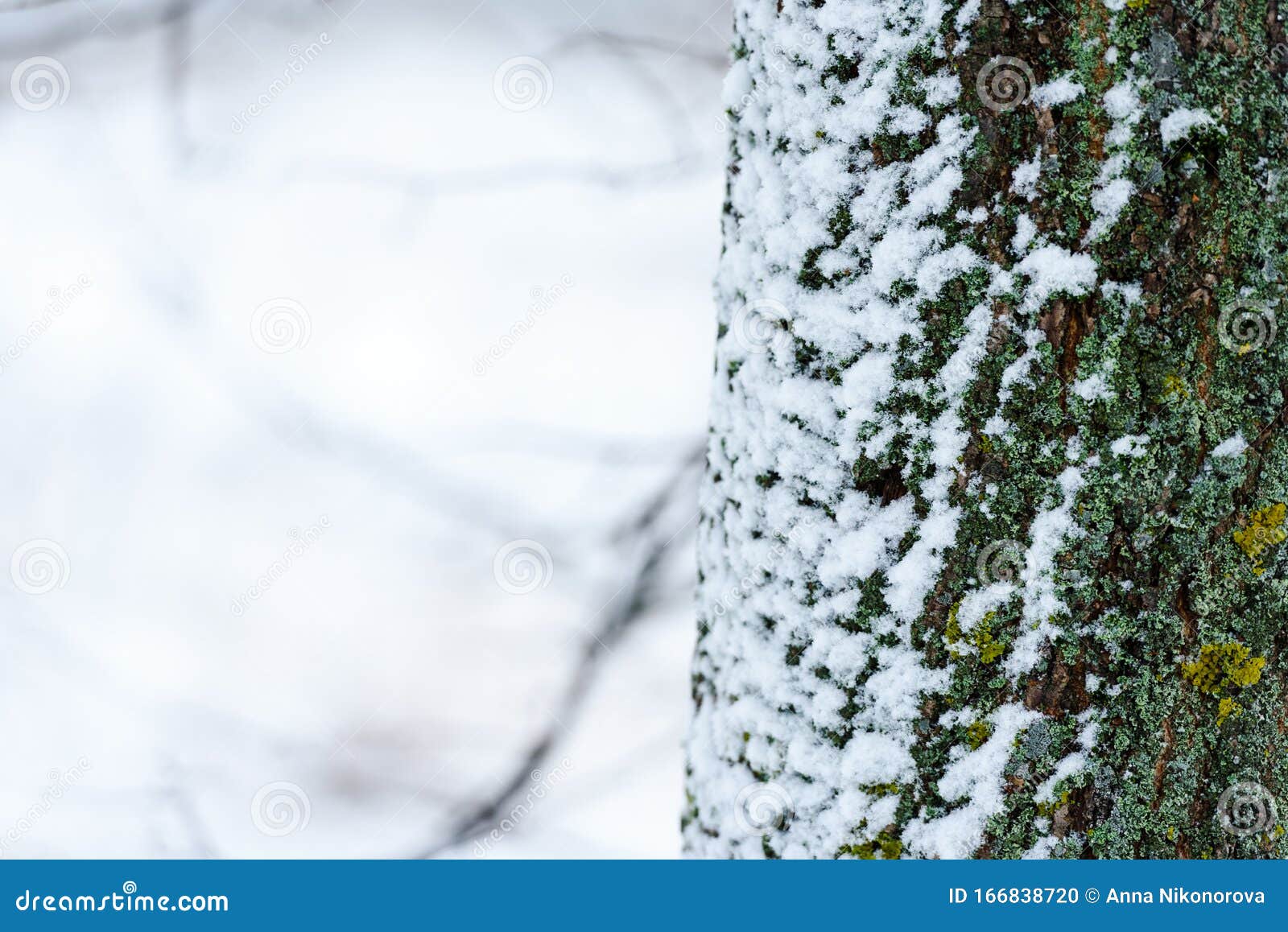 Tree Trunk in the Snow. Winter Weather Season. Stock Photo - Image of ...