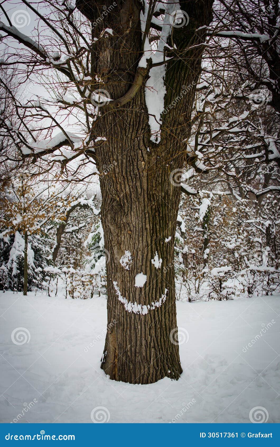 Tree Trunk with Snowy Face in Winter Stock Image - Image of january ...