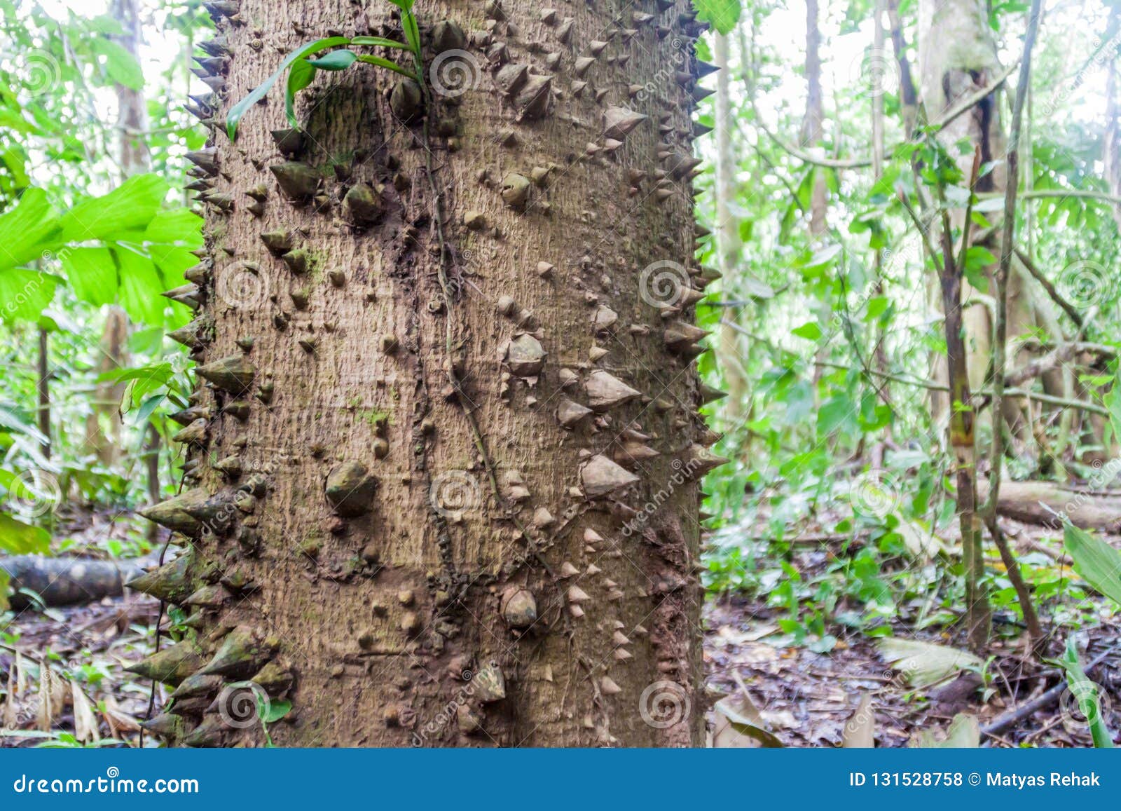 Tree Trunk with Spines Functioning As a Defense in Manu National Park ...