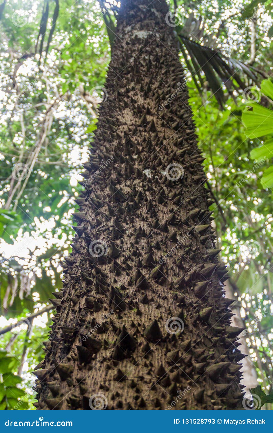 Tree Trunk with Spines Functioning As a Defense in Manu National Park ...