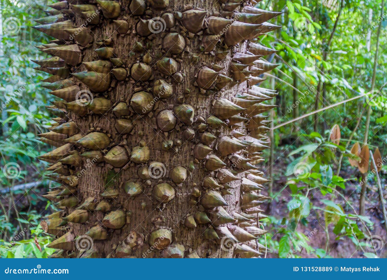 Tree Trunk with Spines Functioning As a Defense in Manu National Park ...
