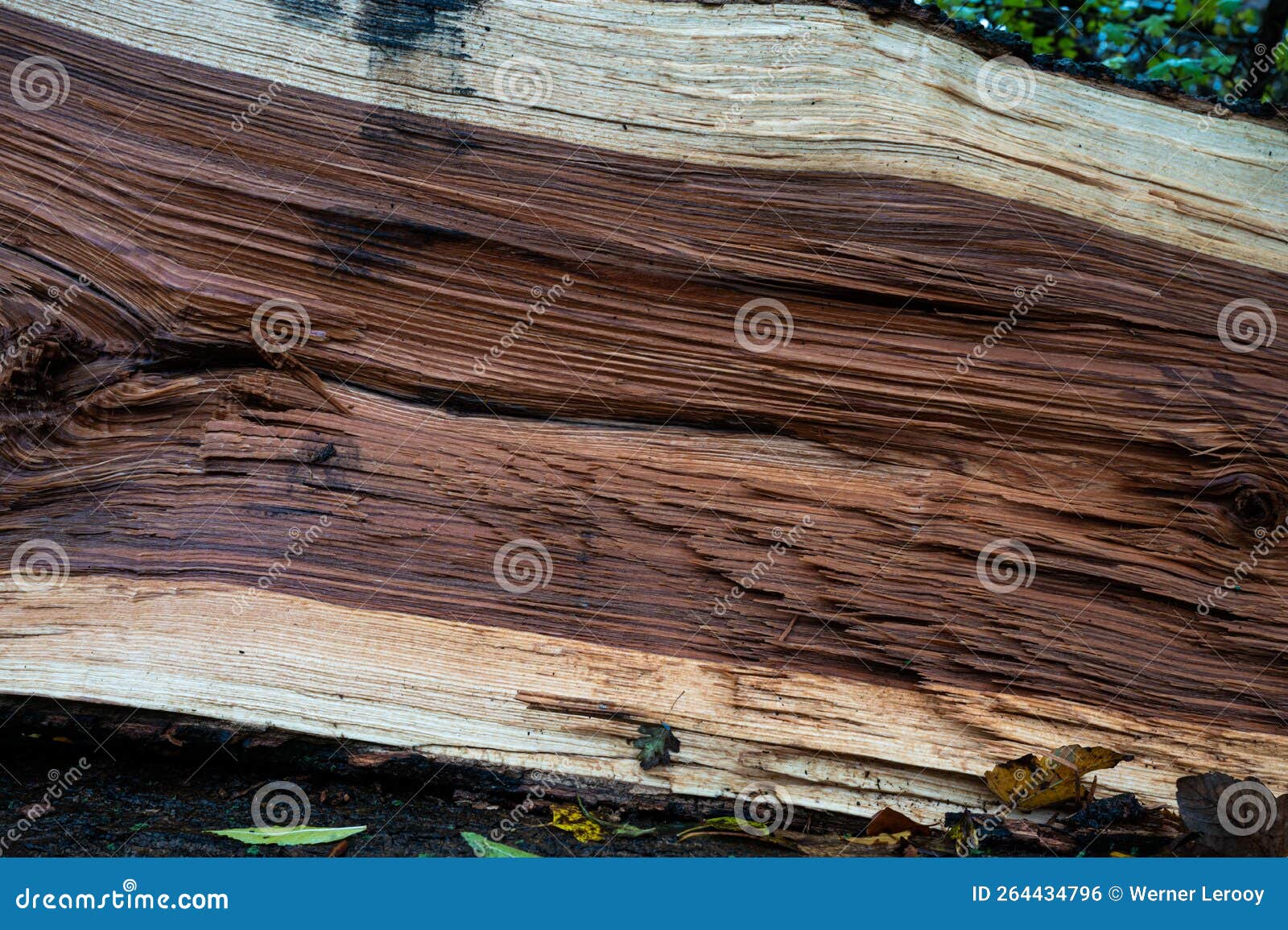 Tree Trunk Split in Two, Showing the Rough Structure of the Wood in ...
