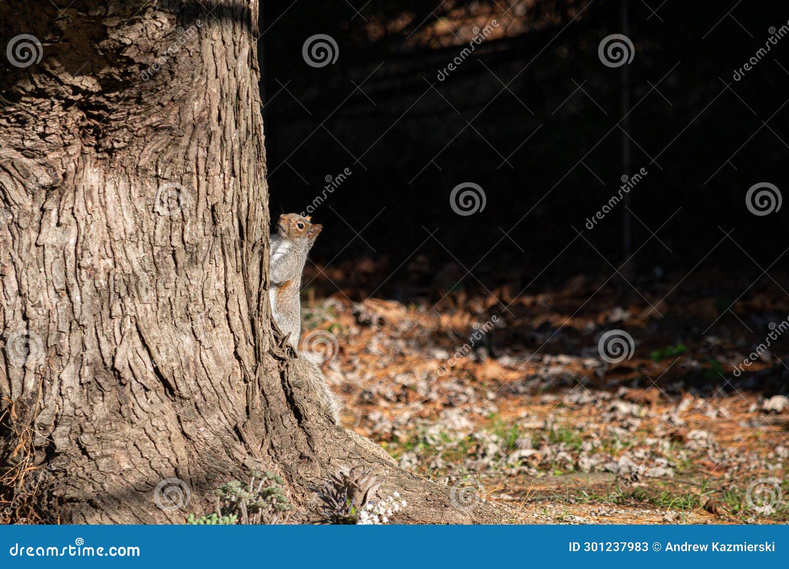 Tree Trunk Squirrel stock image. Image of trunk, tree - 301237983