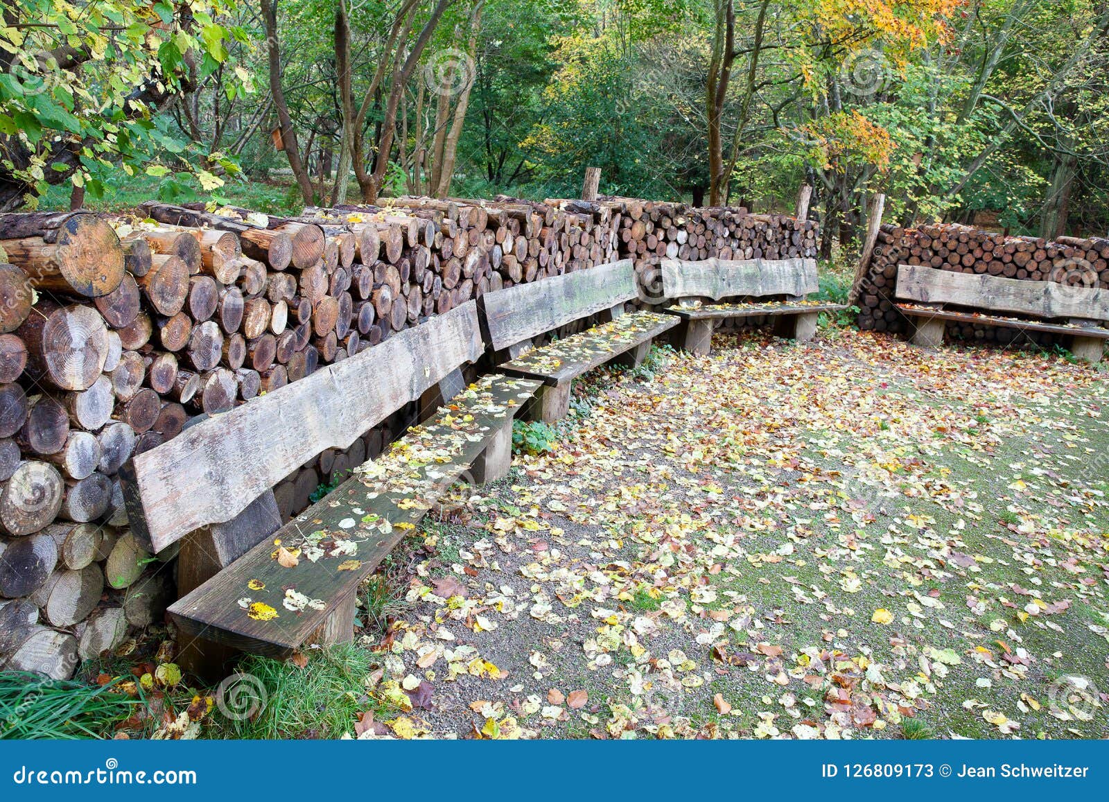 Tree Trunk Stack in a Forest in Denmark Stock Image - Image of colour ...