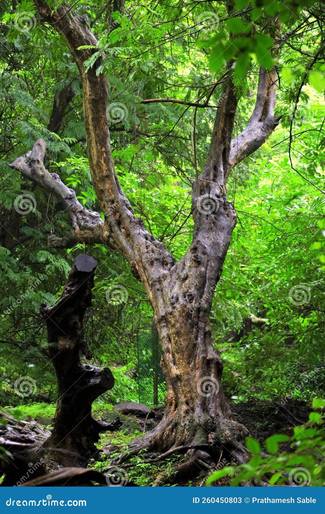 Tree Trunk Standing Tall in Rain Forest Stock Image - Image of sunlight ...