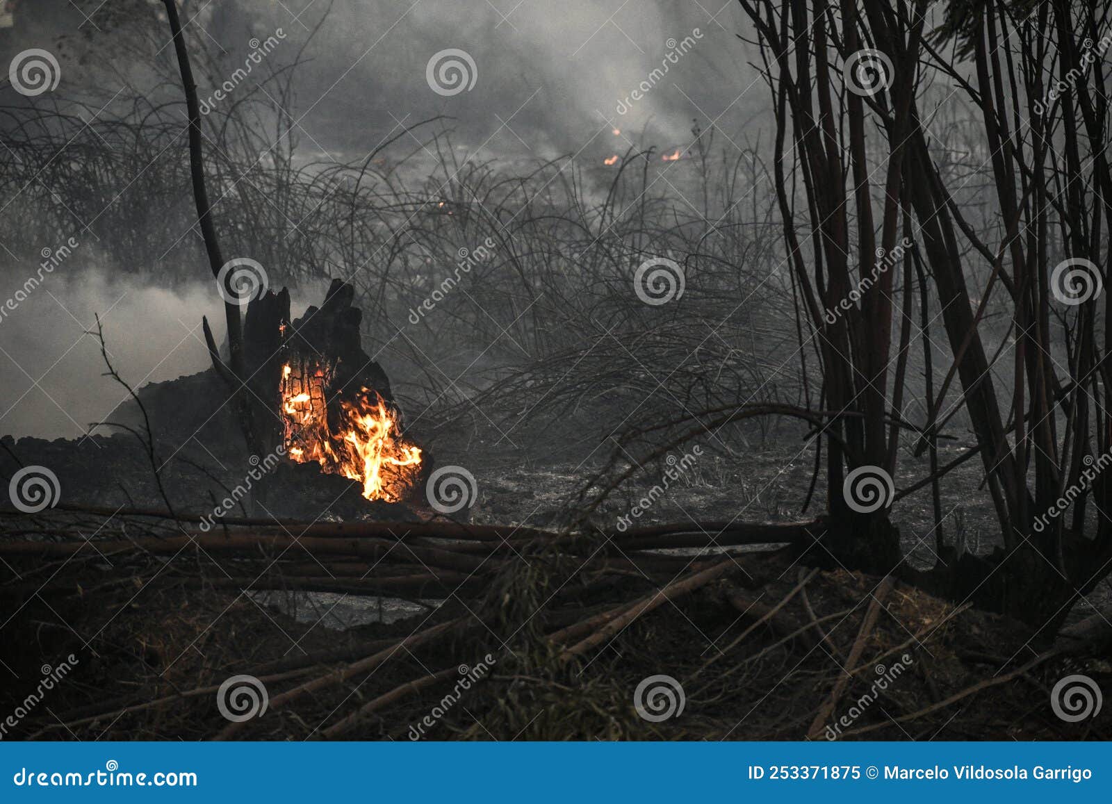 Tree trunk burning by fire stock image. Image of bleak - 253371875