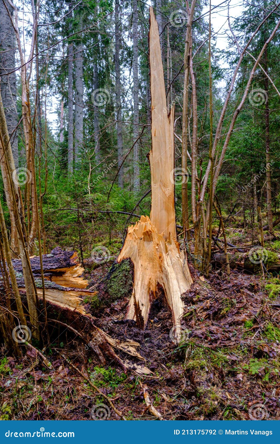Tree Trunk Stomp Being Cut Down by Beaver Strong Teeth Stock Photo ...
