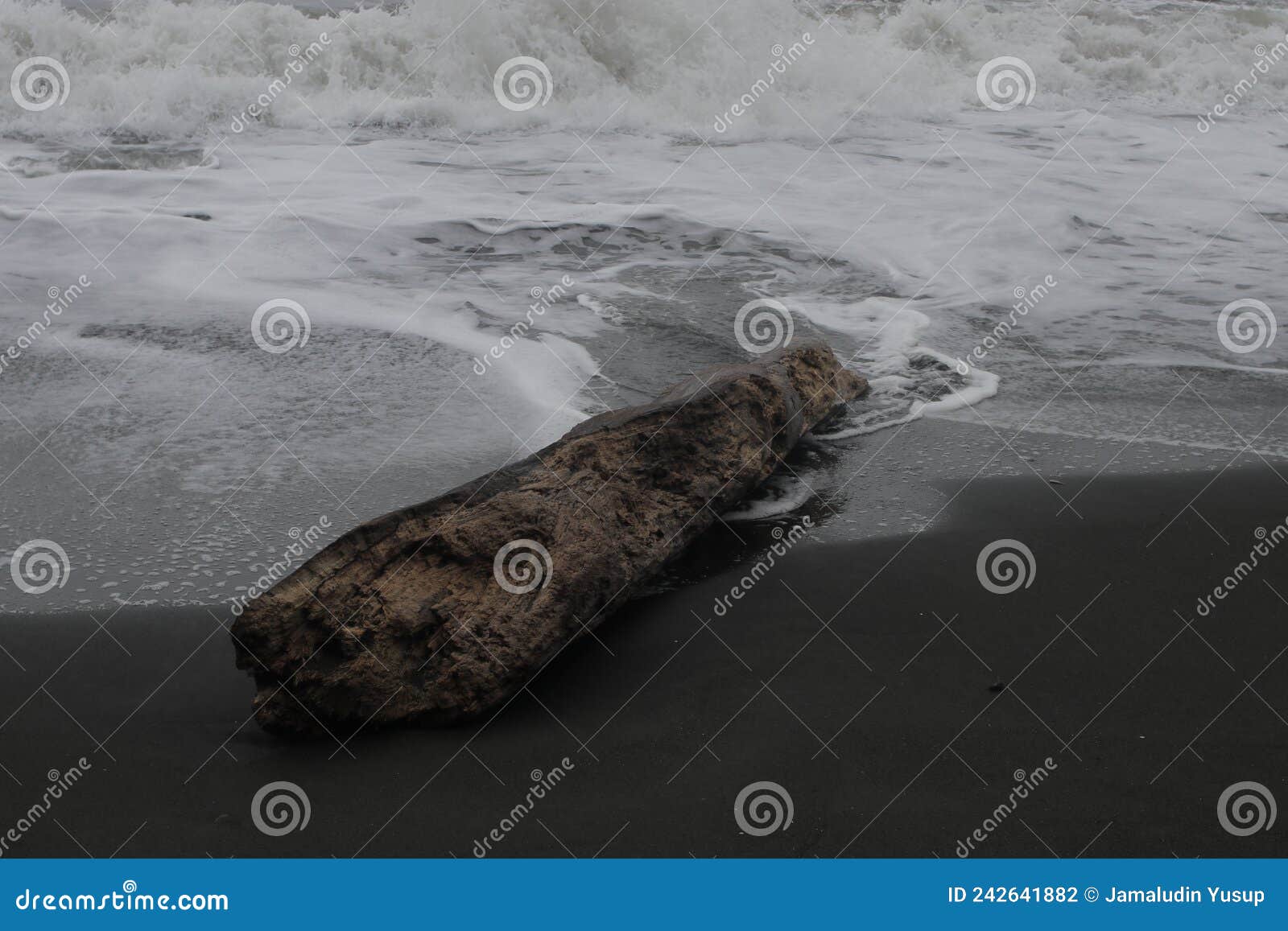 Tree Trunk Stranded on the Beach Stock Photo - Image of nature, palm ...