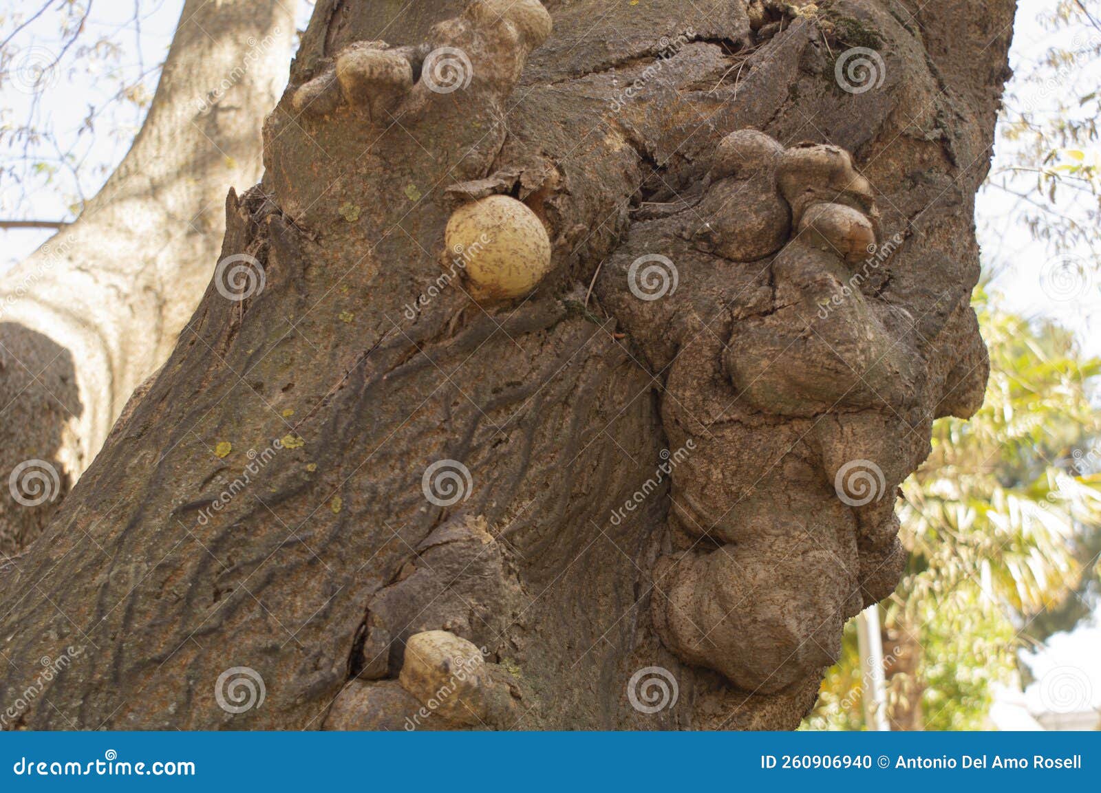 Tree Trunk with Strange Wood Deficiencies Due To a Disease Stock Photo ...