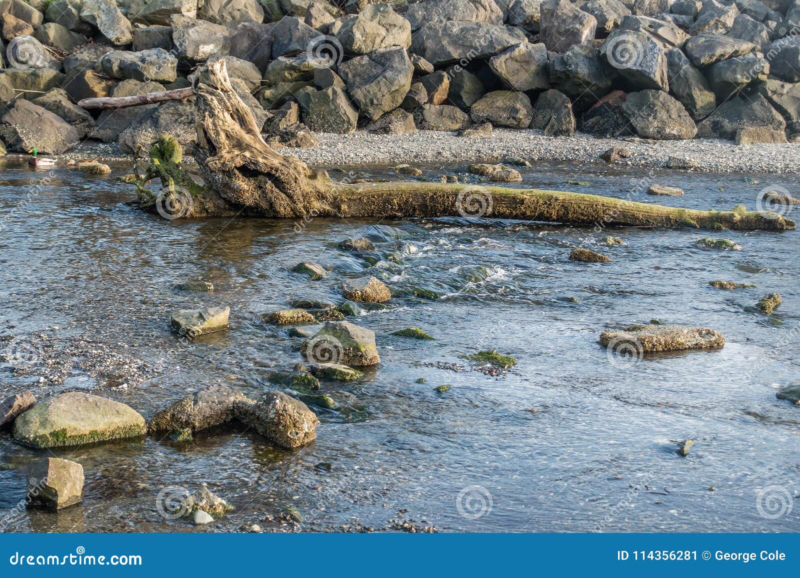 Tree Trunk in Stream 4 stock image. Image of moines - 114356281