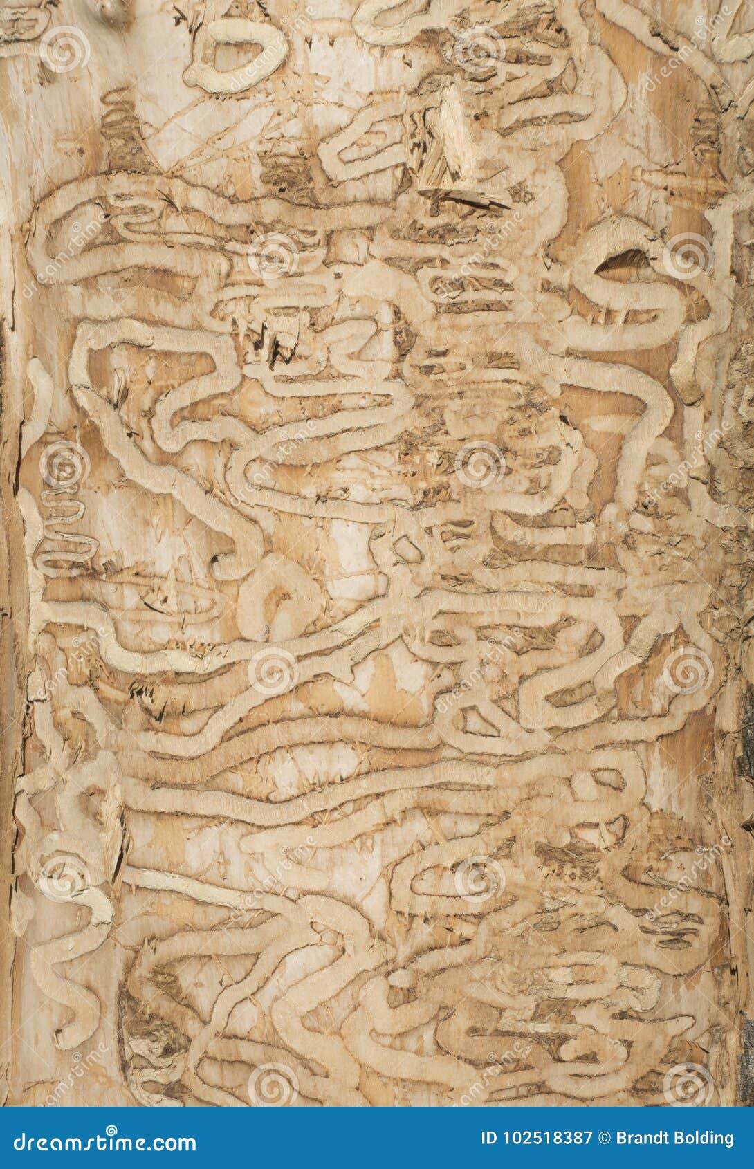 Worm Trail Patterns on an Old Tree Trunk Stock Image - Image of tree ...
