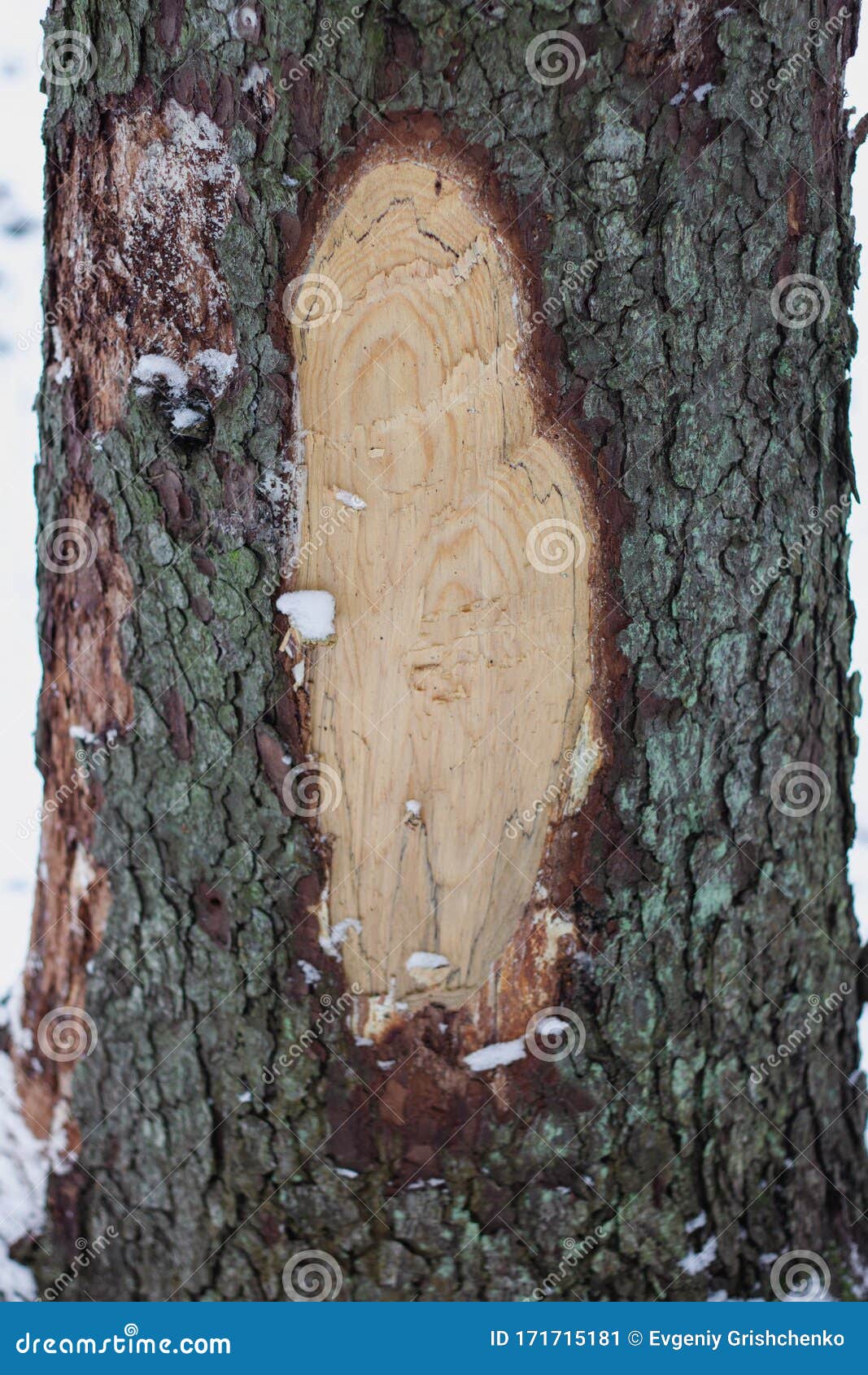 Tree Trunk Structure Bark Sapwood Texture in the Winter Forest Stock ...