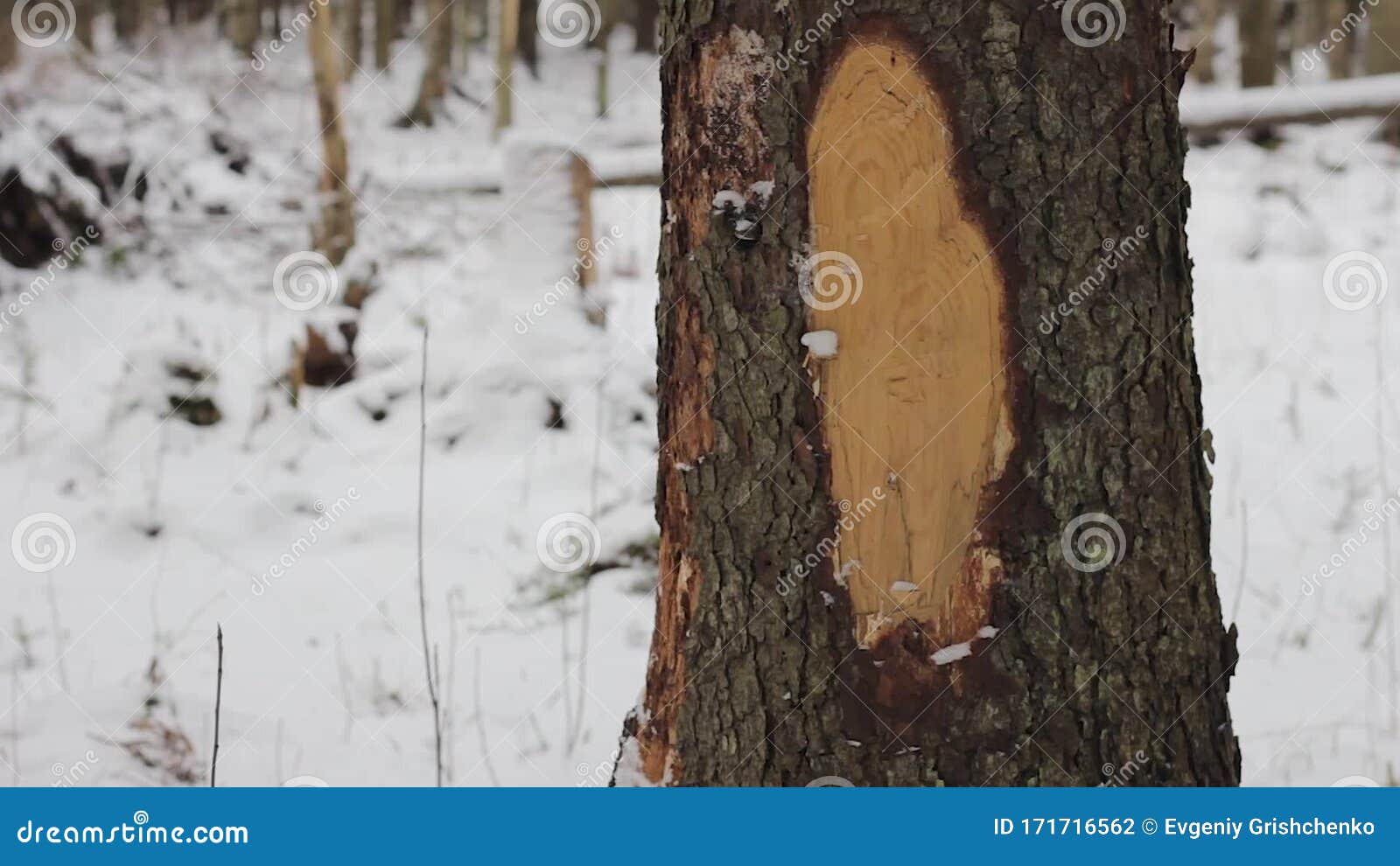 Tree Trunk Structure Bark Sapwood Texture in the Winter Forest Stock ...