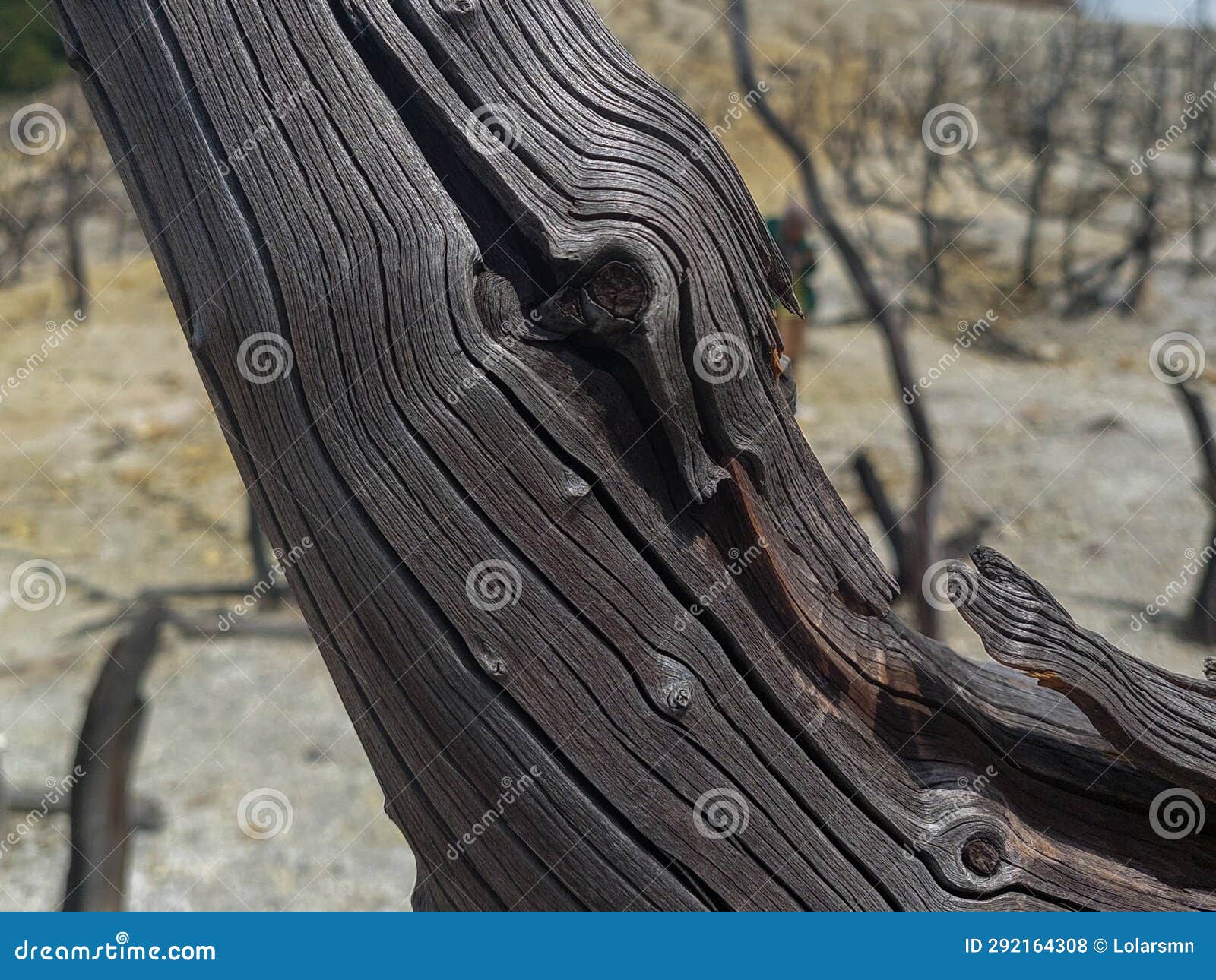 Tree Trunk Structure Left Over from the Eruption of Mount Papandayan ...