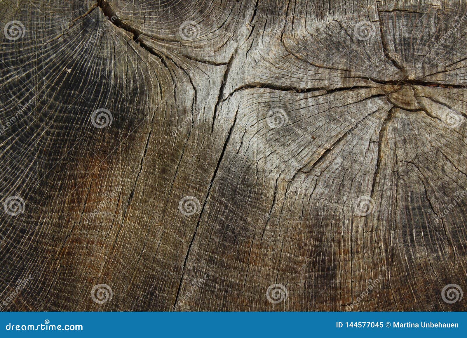 Tree Trunk with a Structure Stock Image - Image of treetrunk, surface ...