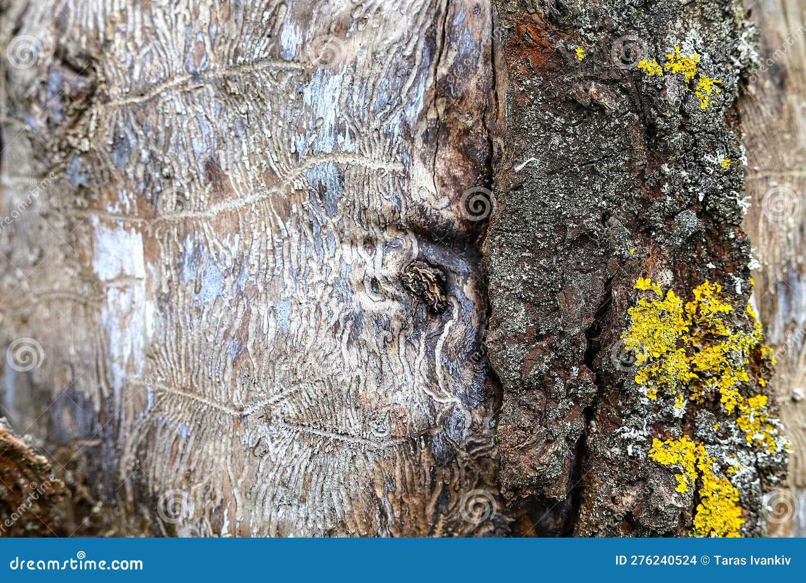 Tree trunk structure. stock photo. Image of soil, wood - 276240524