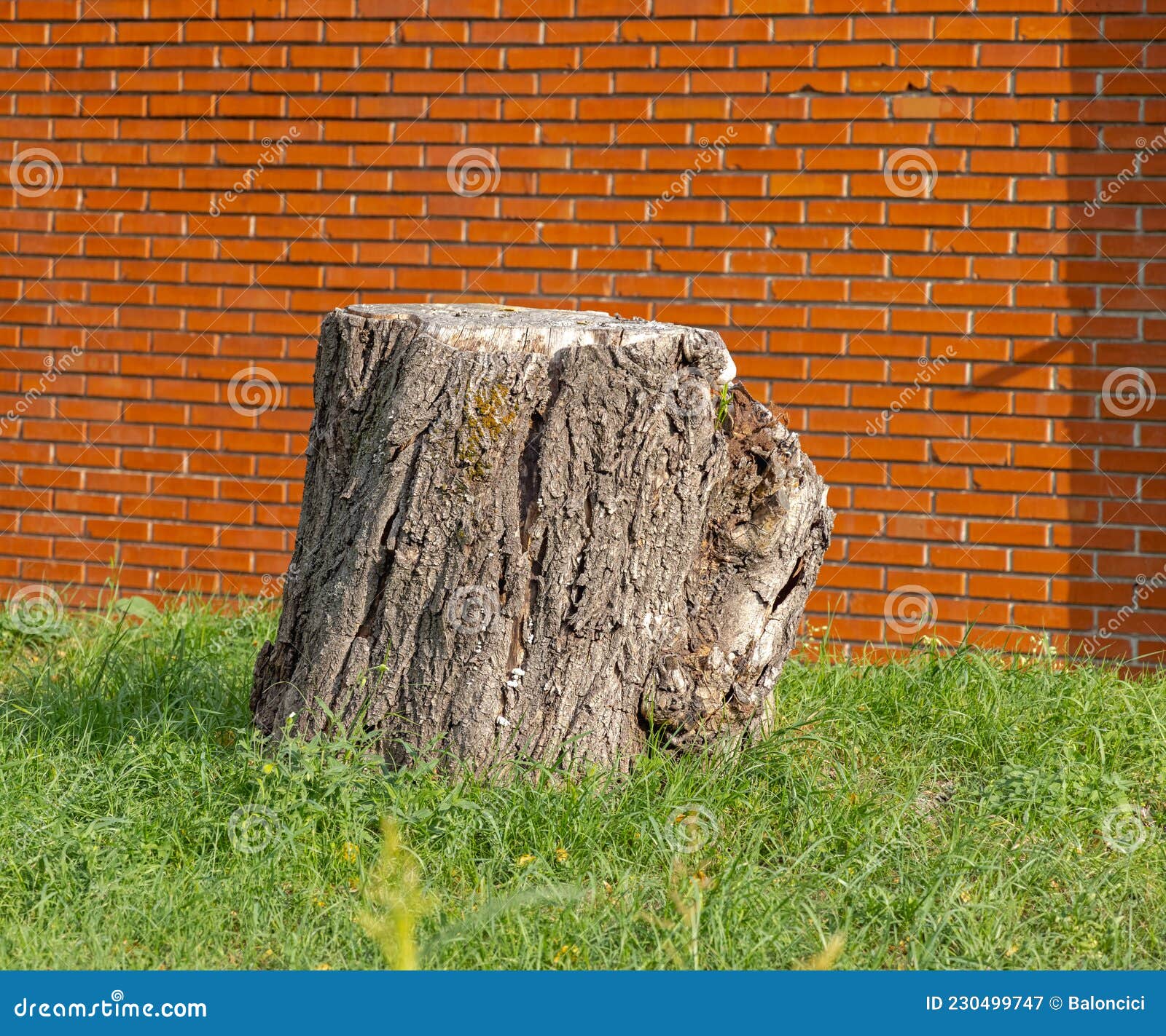 Tree Trunk Stump stock image. Image of 2021, vojvodina - 230499747