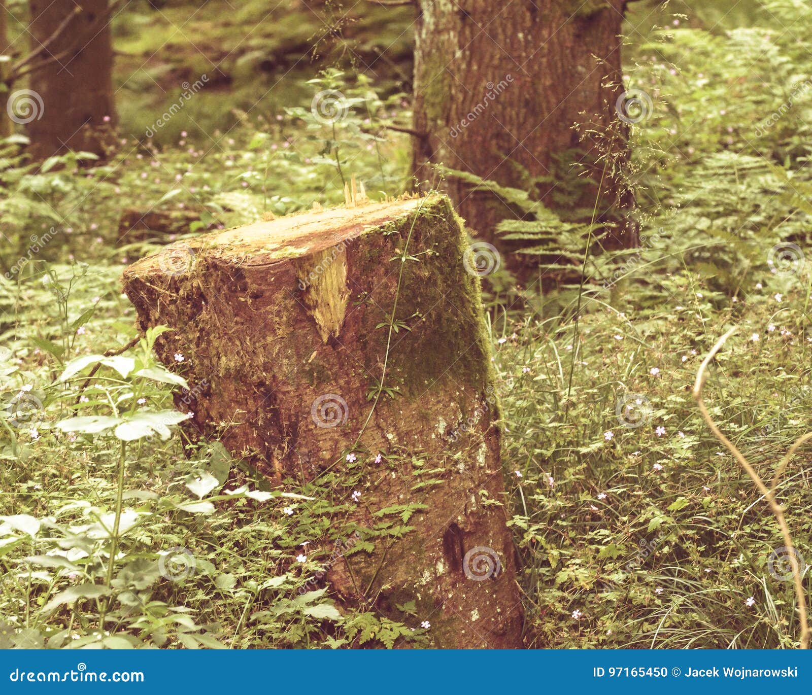 Tree Trunk Stump stock photo. Image of trunk, selective - 97165450