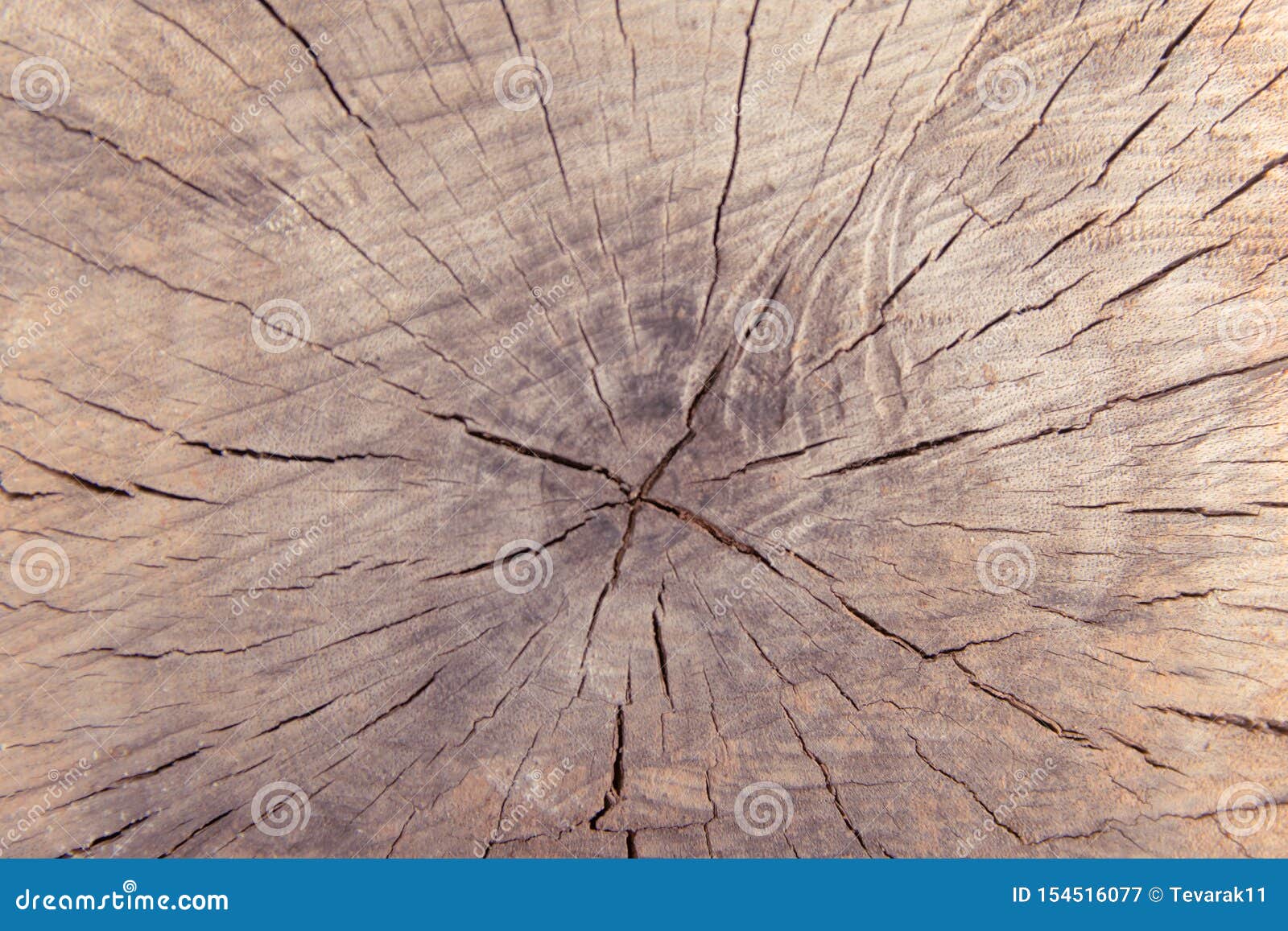 Tree Trunk Stump Texture Background Top View. Tree Stump Crack ...