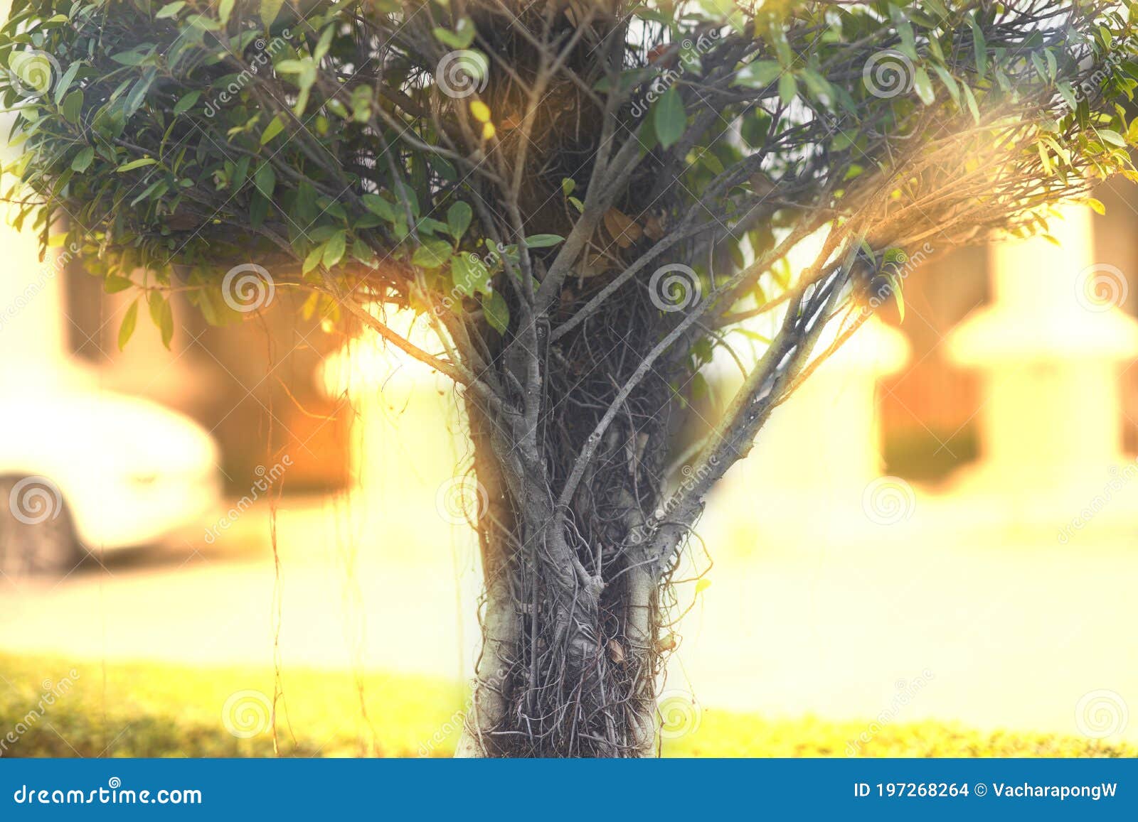 Tree Trunk with Sunlight Flare Stock Photo - Image of evening, summer ...