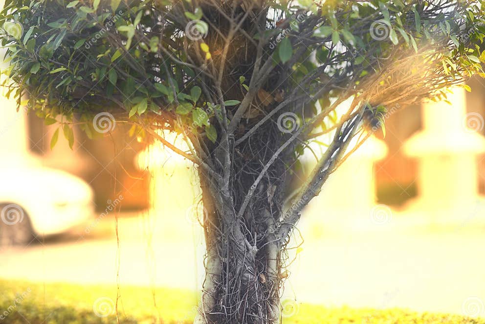 Tree Trunk with Sunlight Flare Stock Photo - Image of evening, summer ...