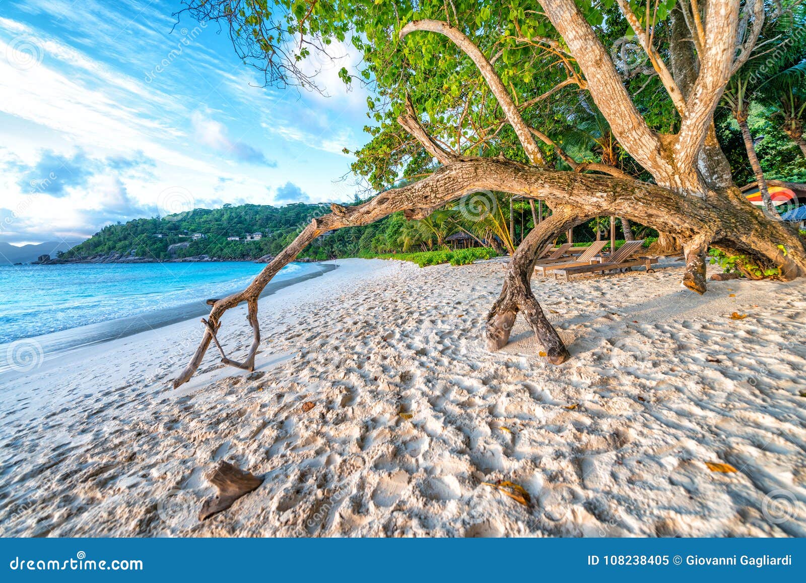 Tree Trunk at Sunset on a Beautiful Tropical Beach Stock Image - Image ...