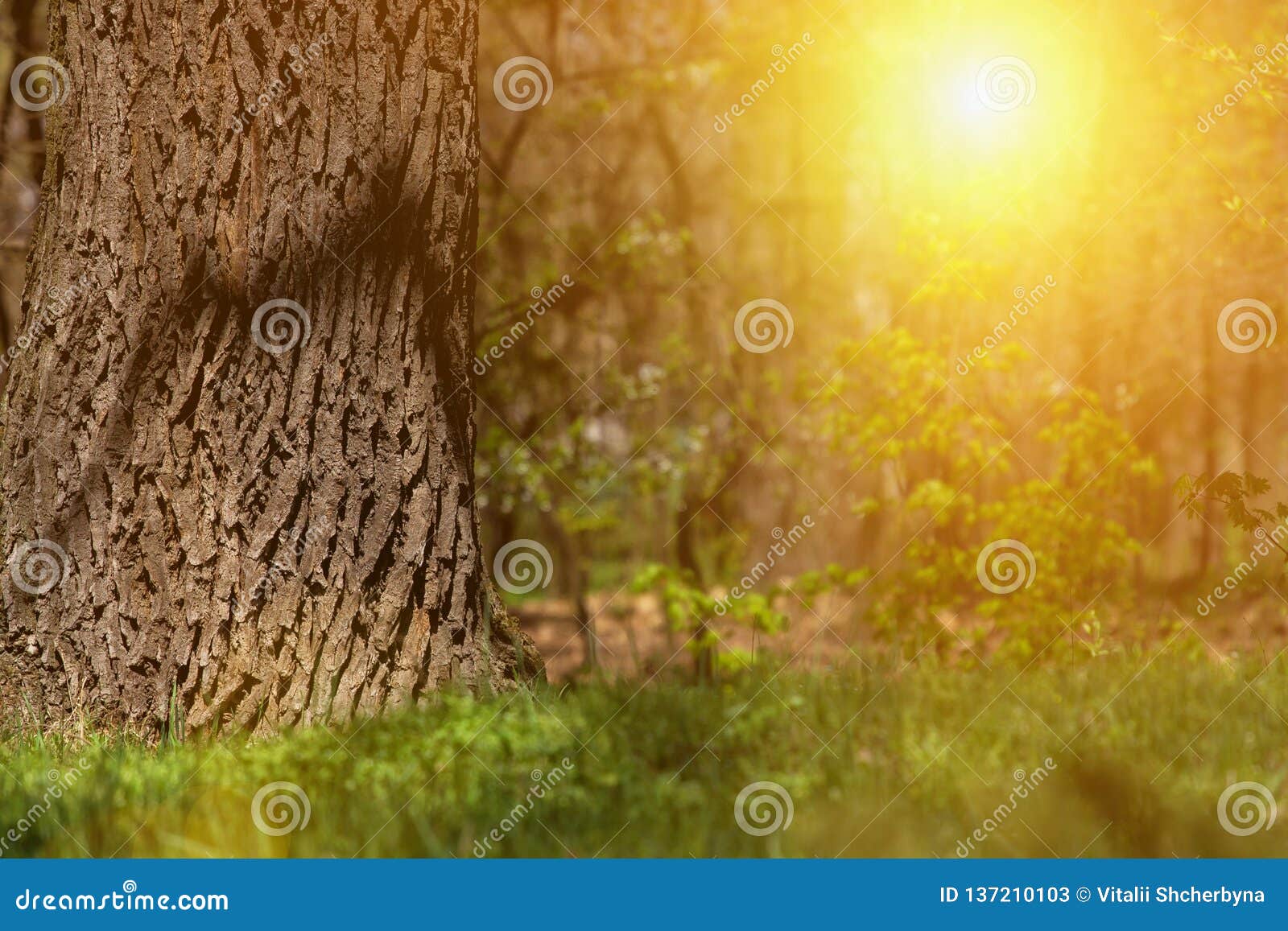 Big Tree Trunk at Sunset. Space for Text Stock Image - Image of grass ...