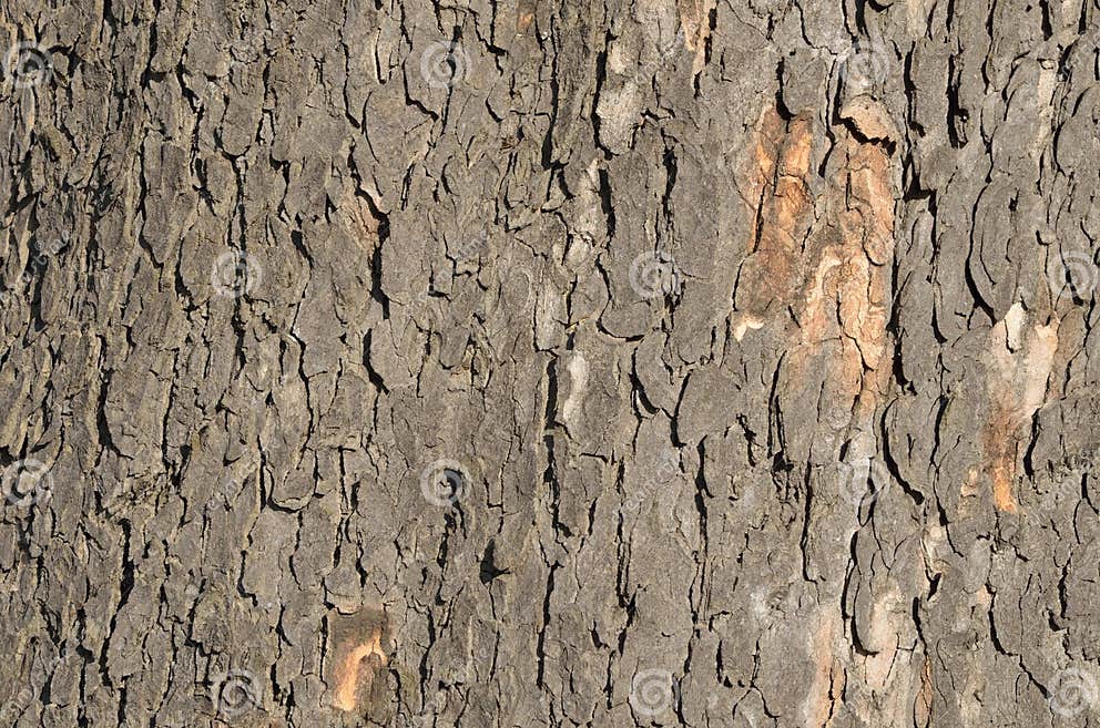 A tree trunk surface stock photo. Image of forestry, material - 50456398