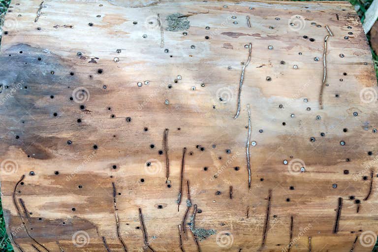 Tree Trunk Damaged by Tree Bugs and Worms Parasites Stock Photo - Image ...