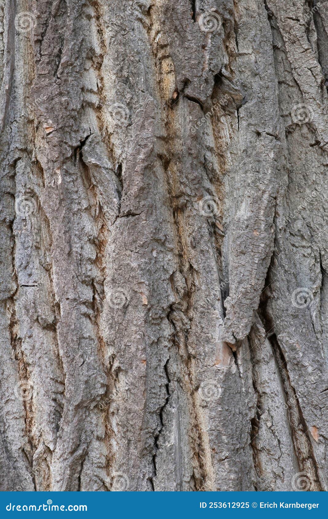 Tree Trunk Surface Close Up Stock Image - Image of cracked, aging ...