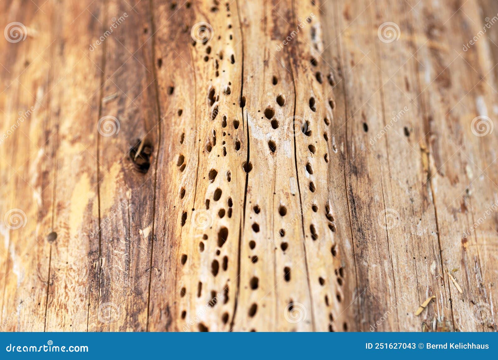 Tree Trunk Surface with Holes Stock Image - Image of pattern, structure ...