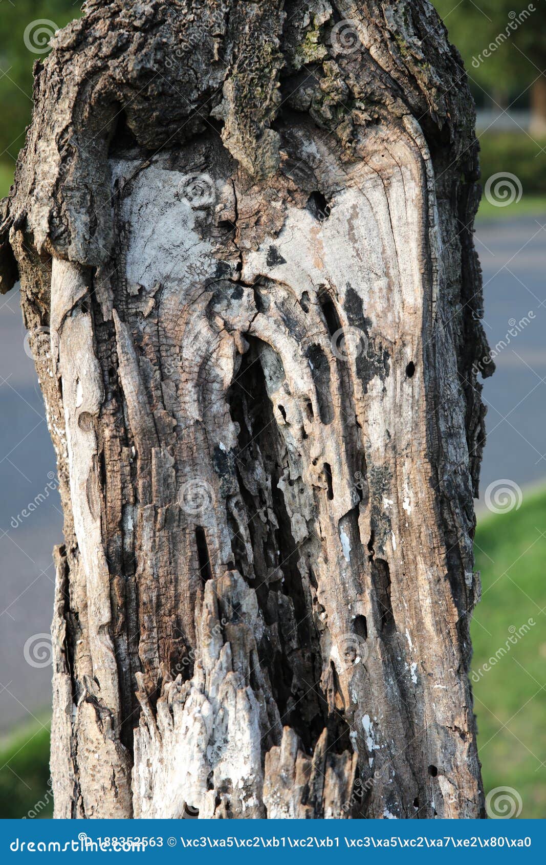 Tree Trunk Surface Material Texture Map Stock Image - Image of plant ...