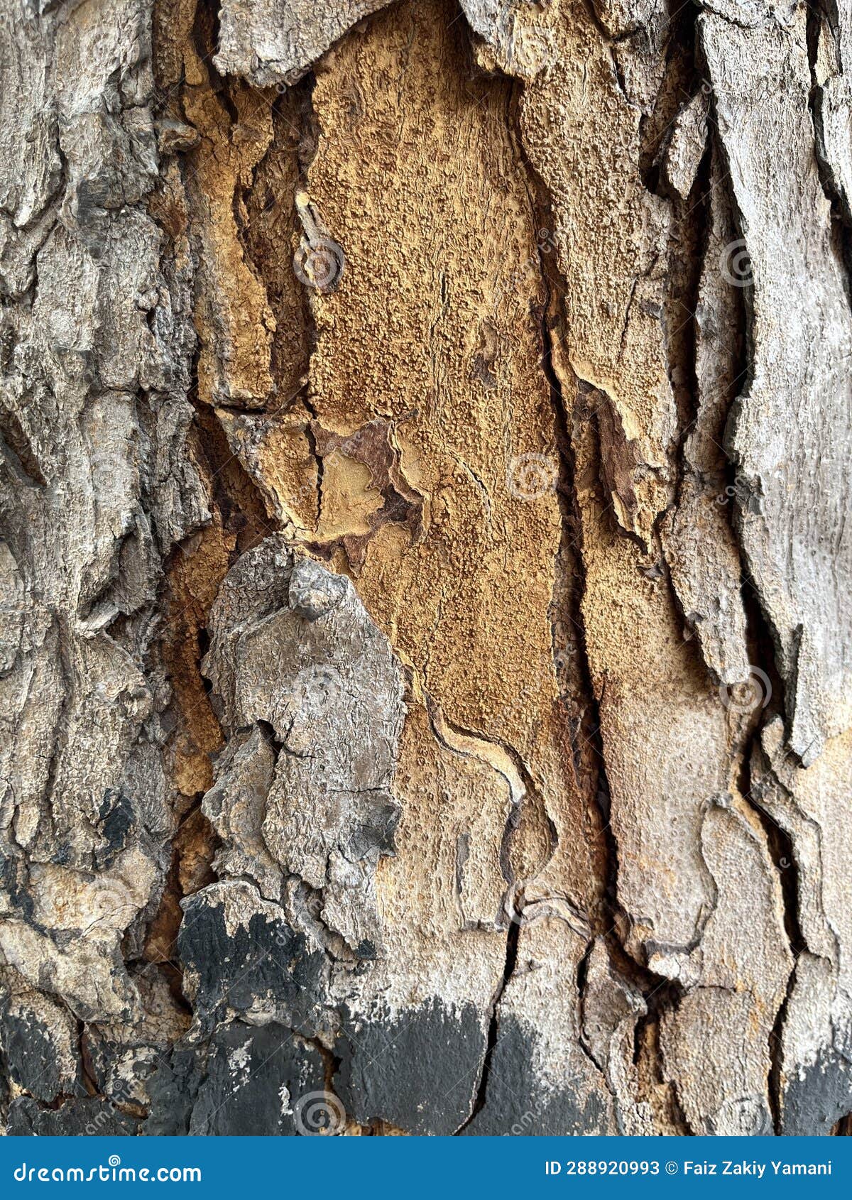 Tree Trunk Surface with Multicolor Bark Pattern Stock Image - Image of ...