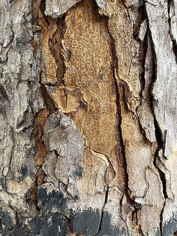 Tree Trunk Surface with Multicolor Bark Pattern Stock Image - Image of ...