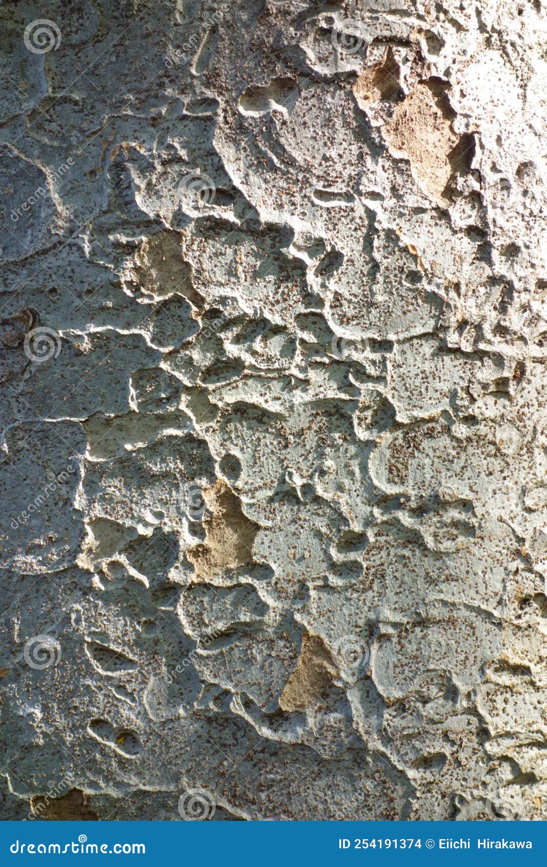 Tree Trunk, Surface Texture Stock Photo - Image of nature, bark: 254191374